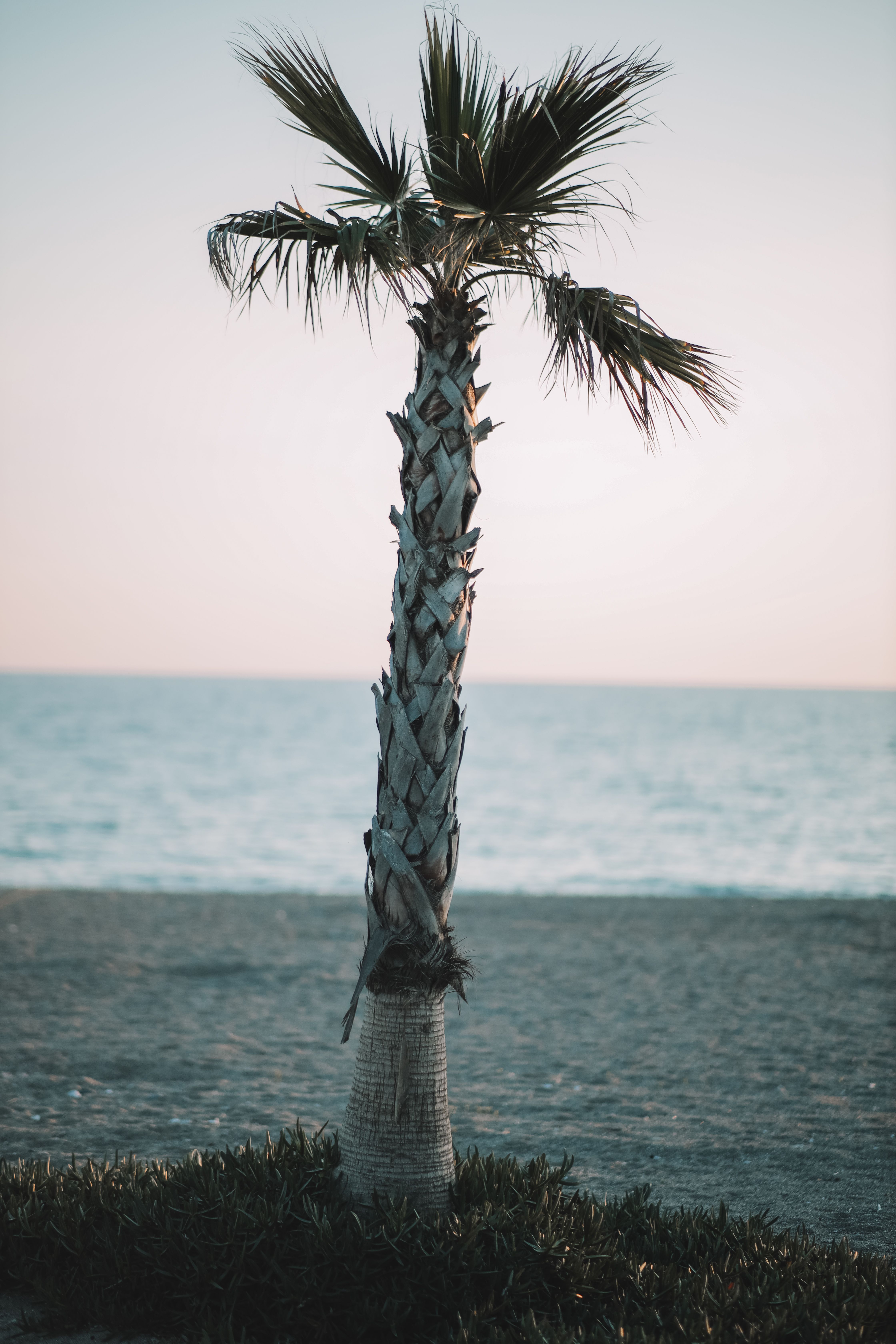 A Palm Tree on the Shore · Free Stock Photo