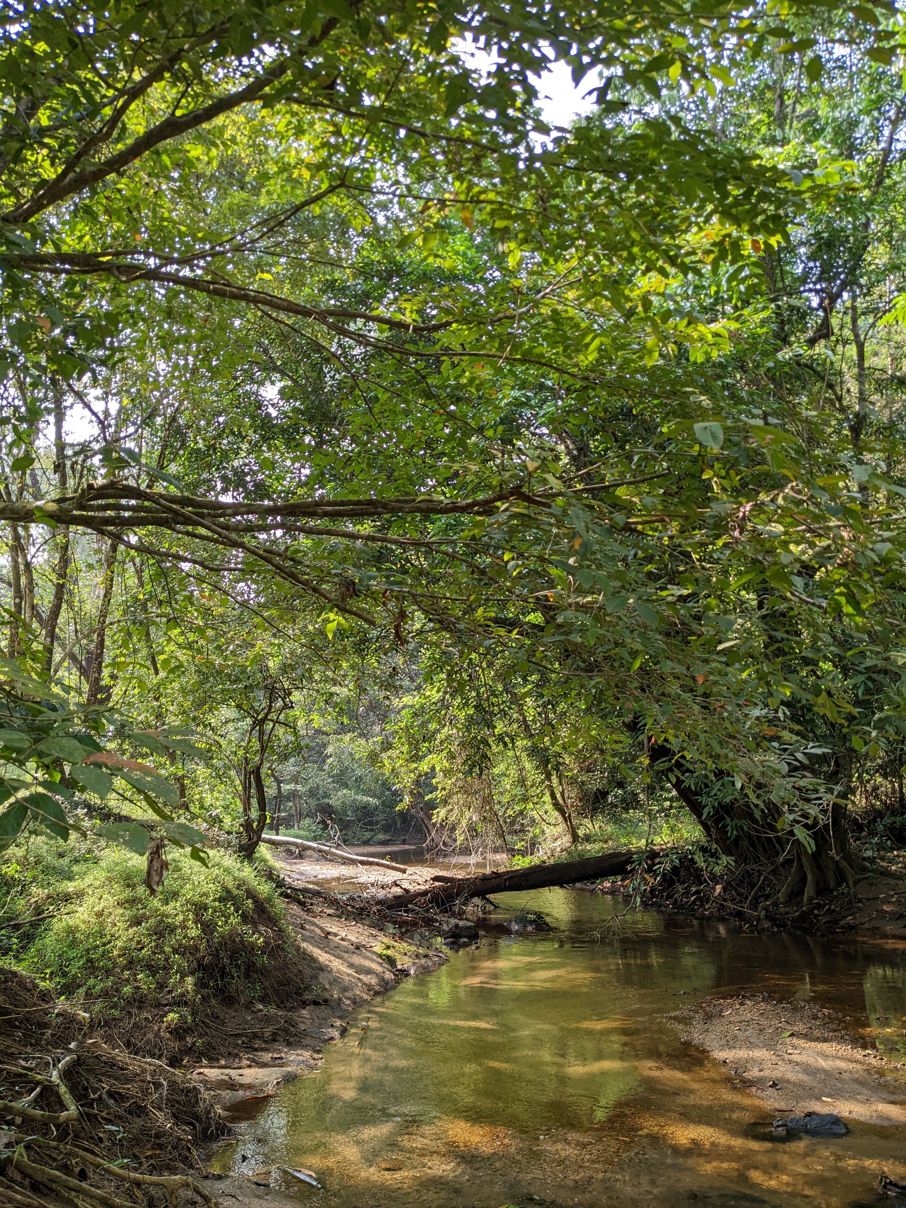 Mysterious Swamp, Green Nature Aesthetic, Vintage River, Forest ...
