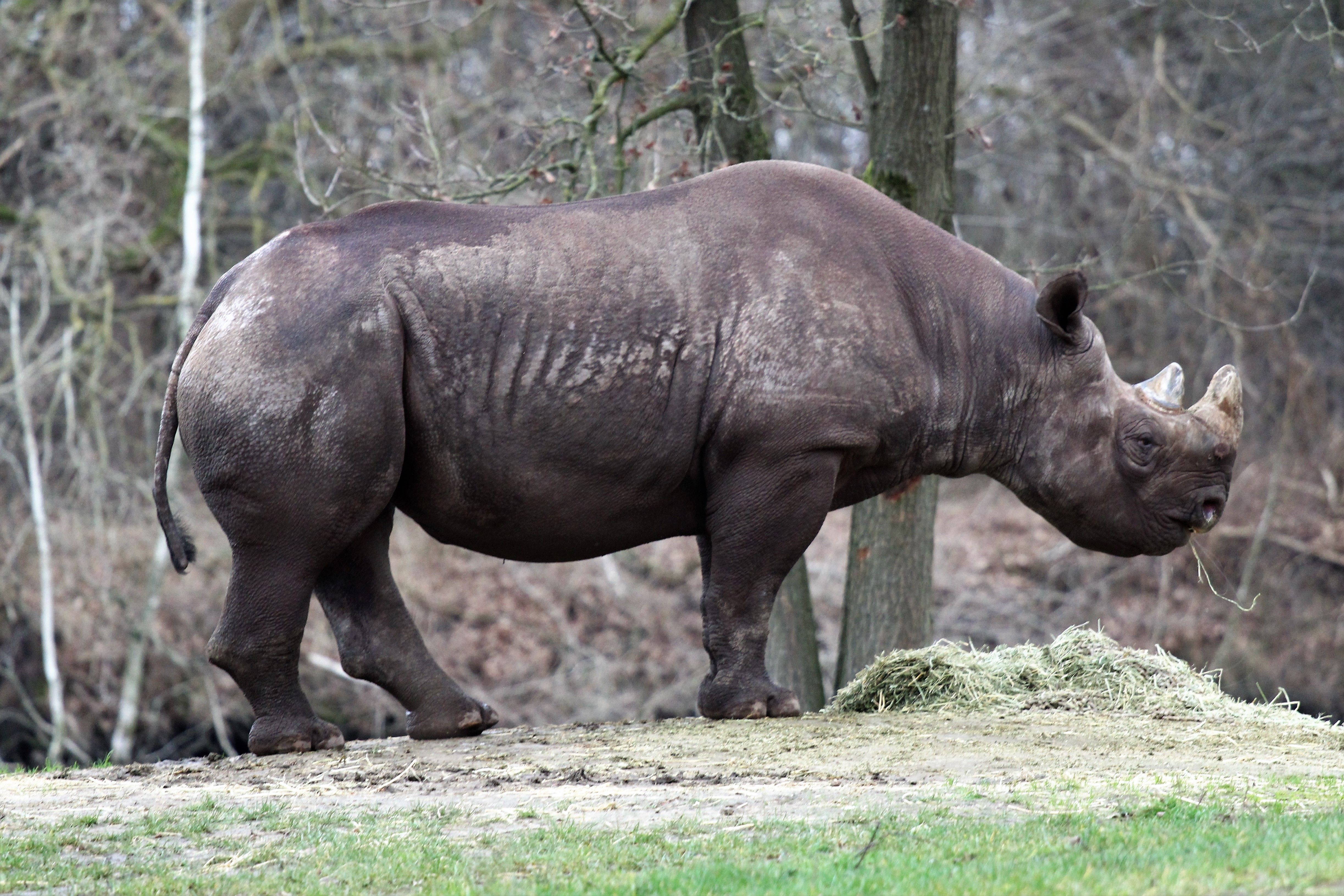 Rhinoceros near Trees · Free Stock Photo