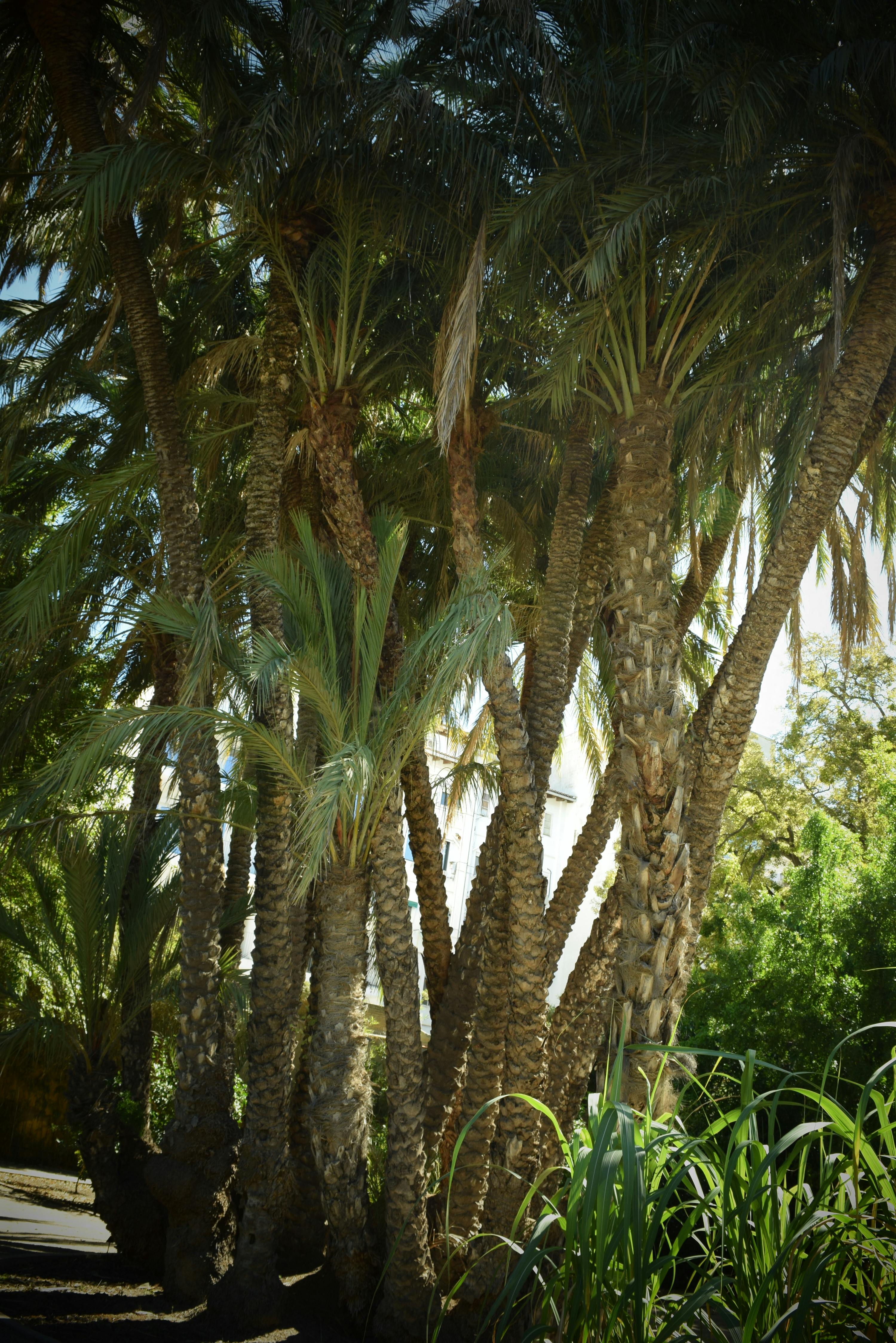 Palm Trees on the Background of Clear Sky · Free Stock Photo