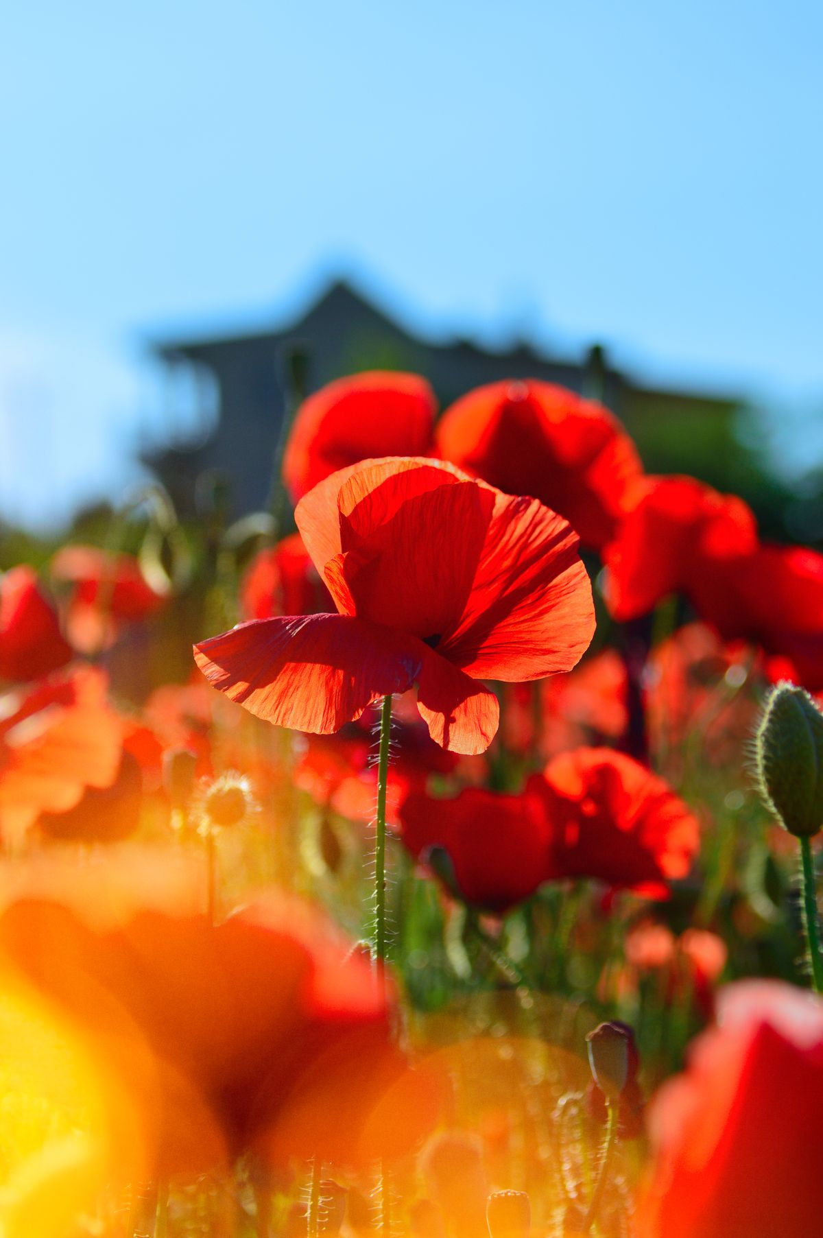 Poppy Photos, Download The BEST Free Poppy Stock Photos & HD Images