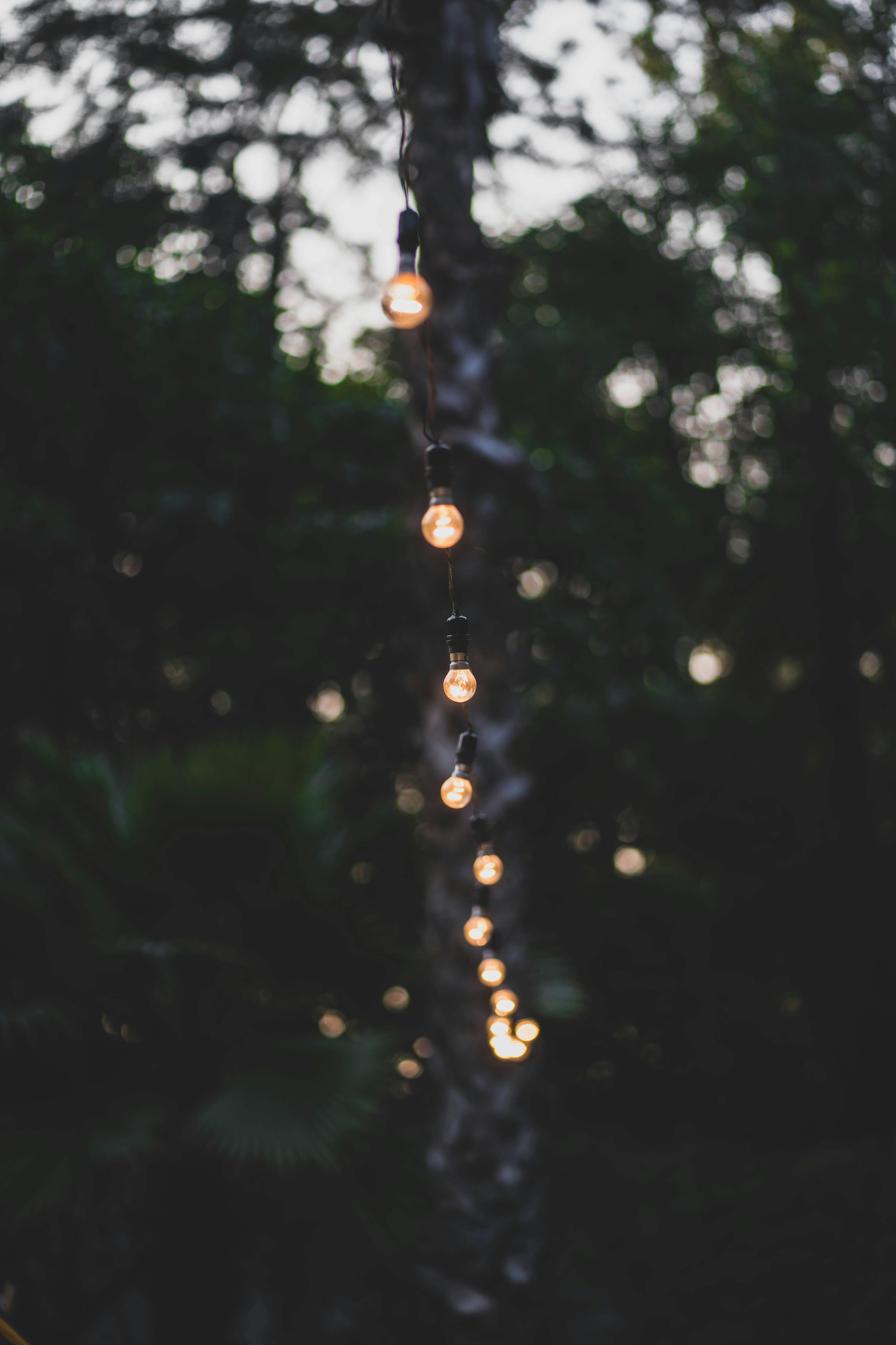 String Light Bulbs Hanging on a Tree · Free Stock Photo