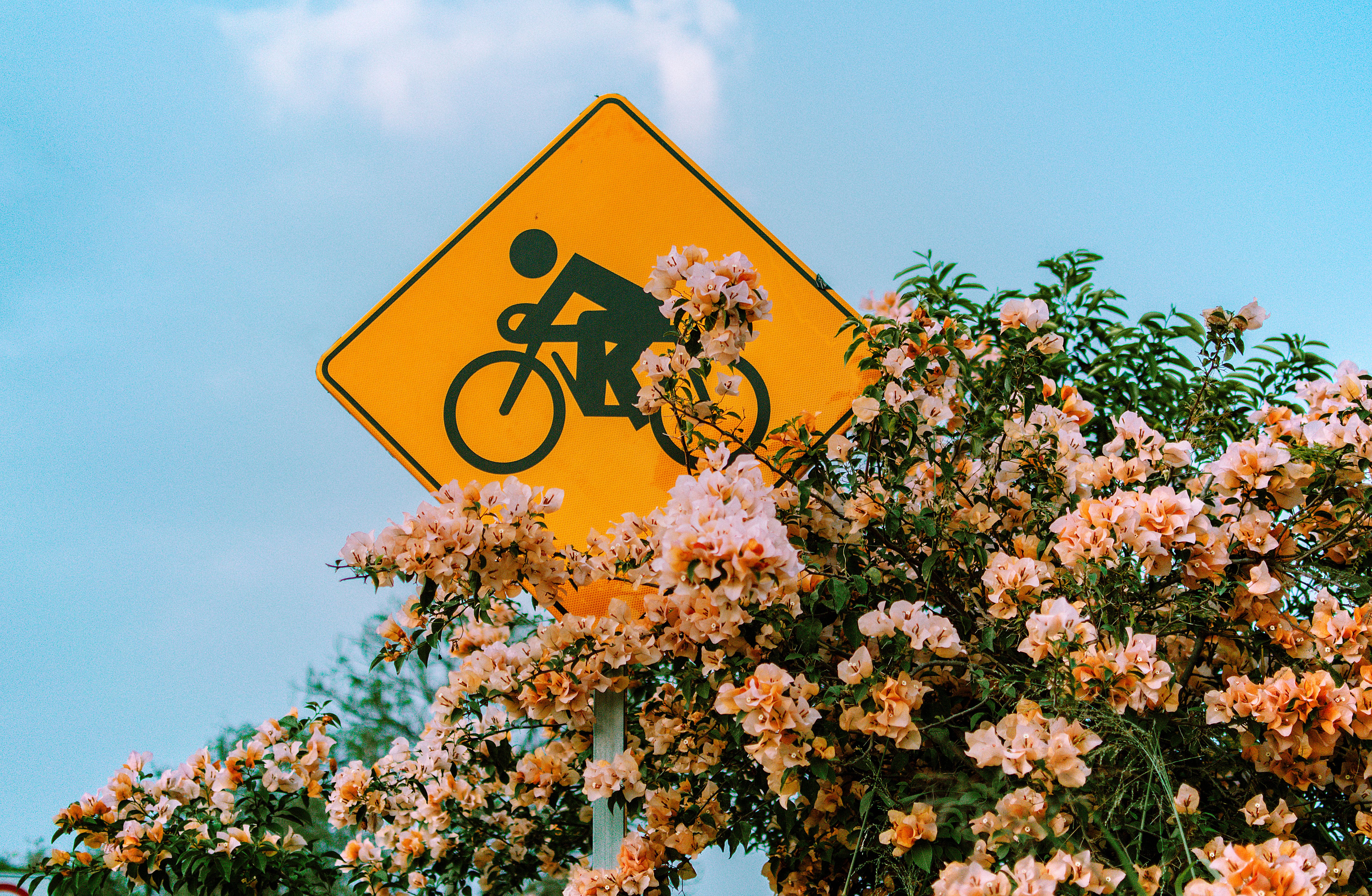 Road Sign Between Flowers · Free Stock Photo