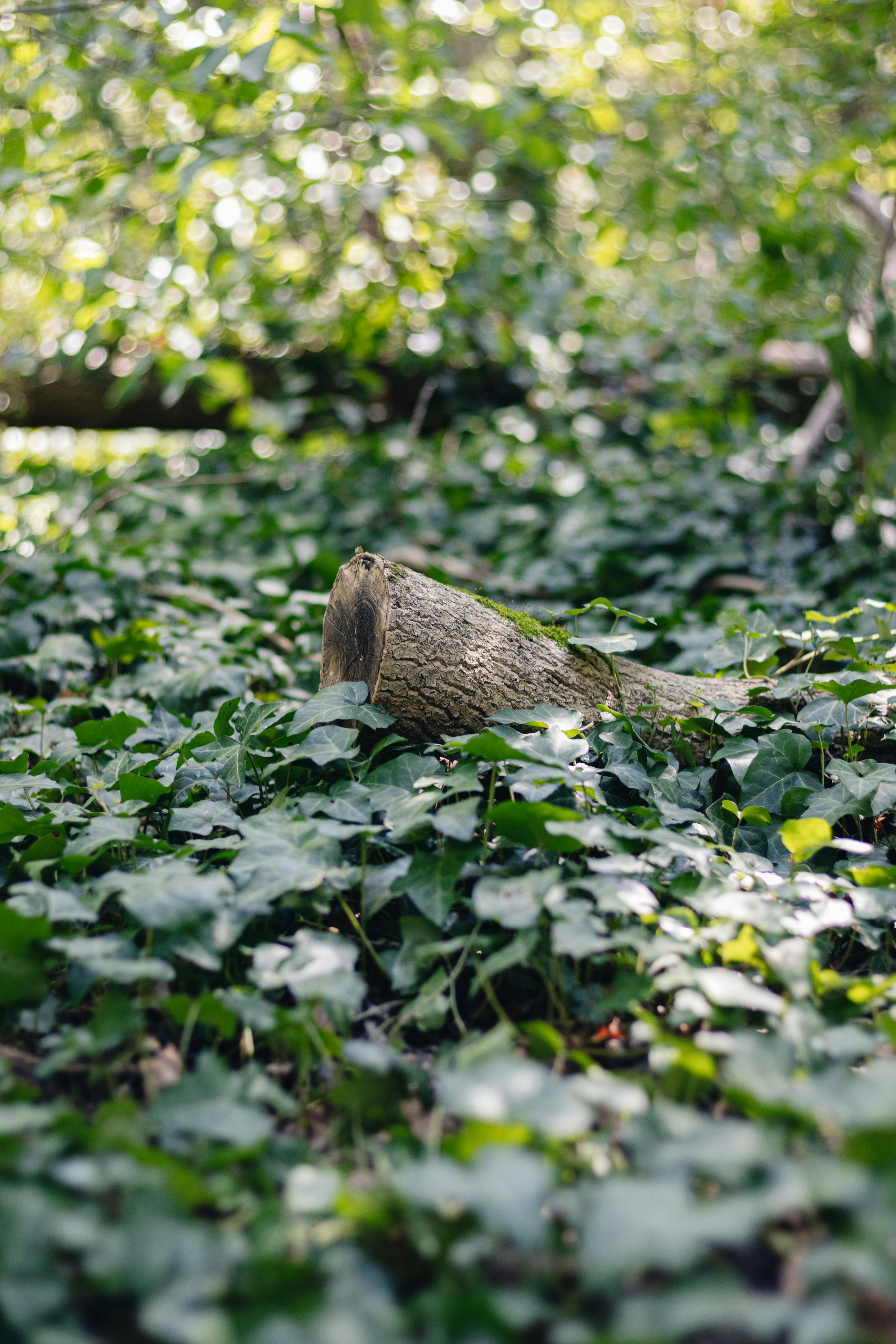 Vine Et Log Photos, Download The BEST Free Vine Et Log Stock Photos ...