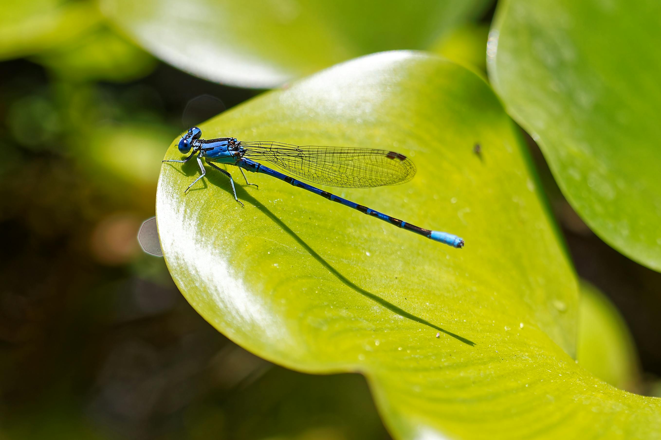 Desktop Backgrounds Dragonfly Photos, Download The BEST Free Desktop ...