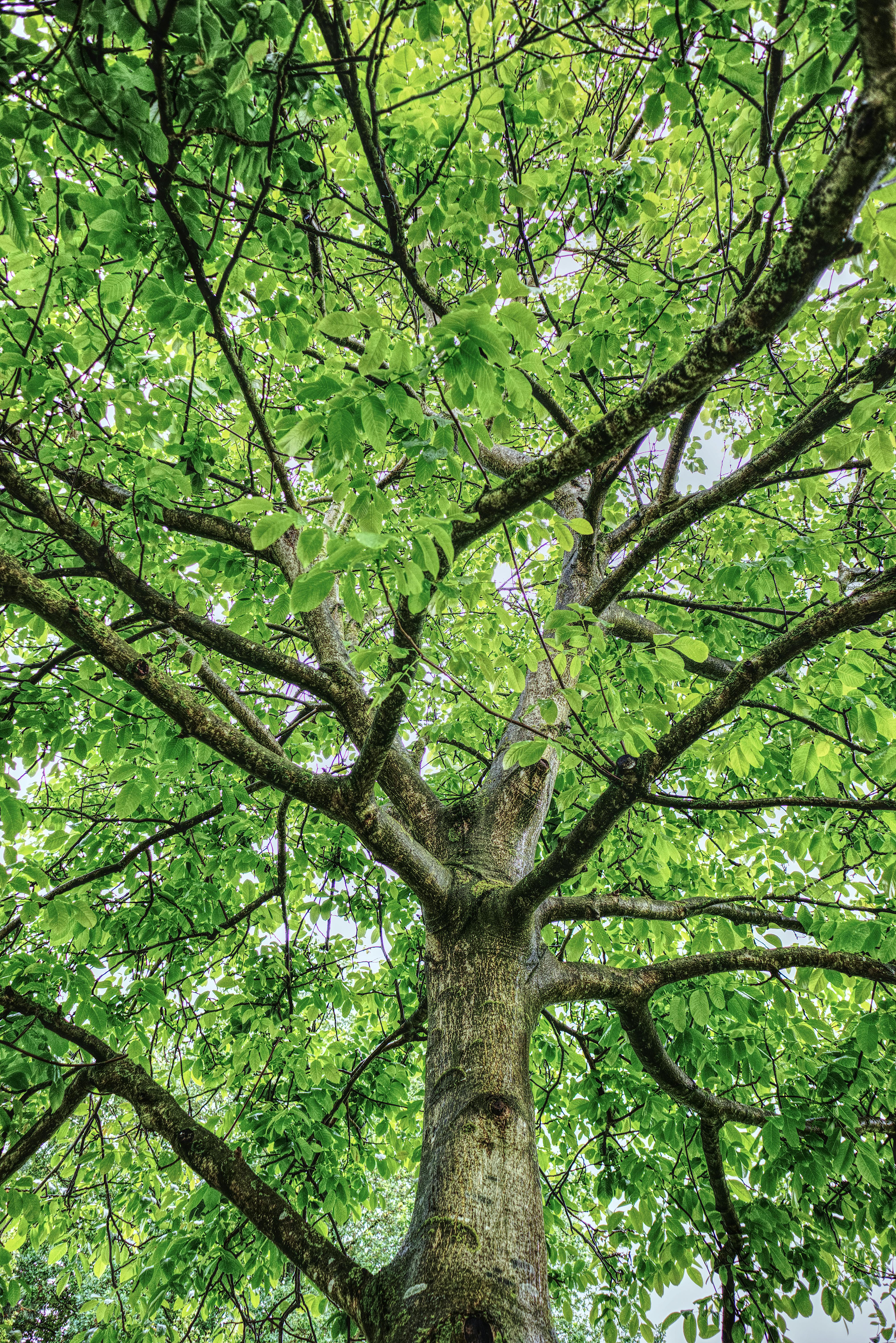 Low Angle Shot of a Tree with Branches · Free Stock Photo