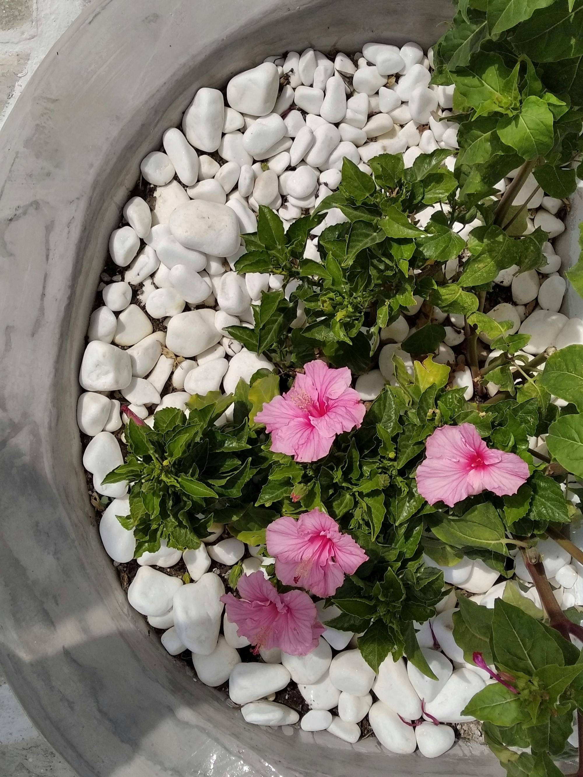 Top View of Potted Flowers · Free Stock Photo