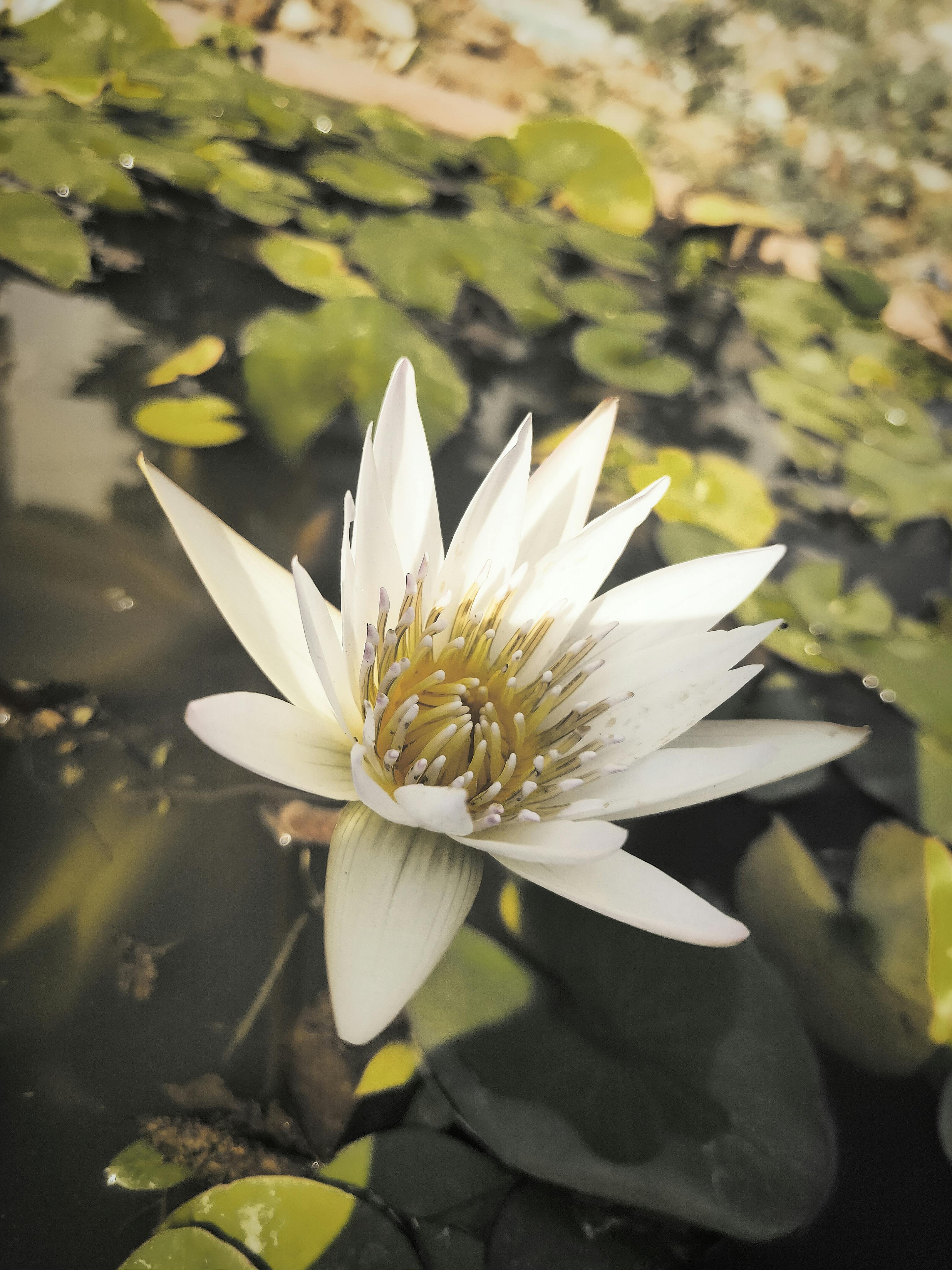 Shubham Chavan - Fotografía