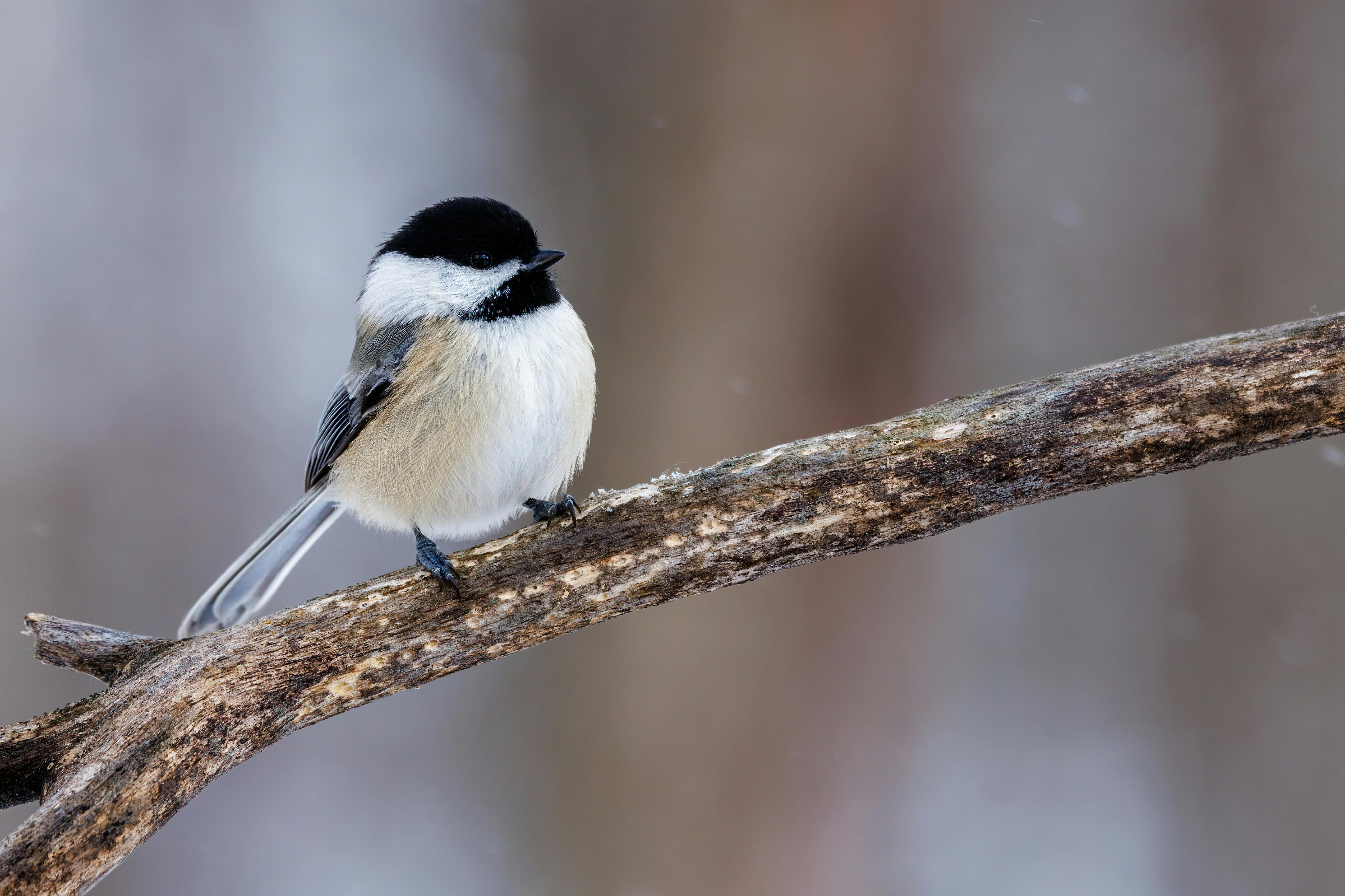 Chickadee Photos, Download The BEST Free Chickadee Stock Photos & HD Images