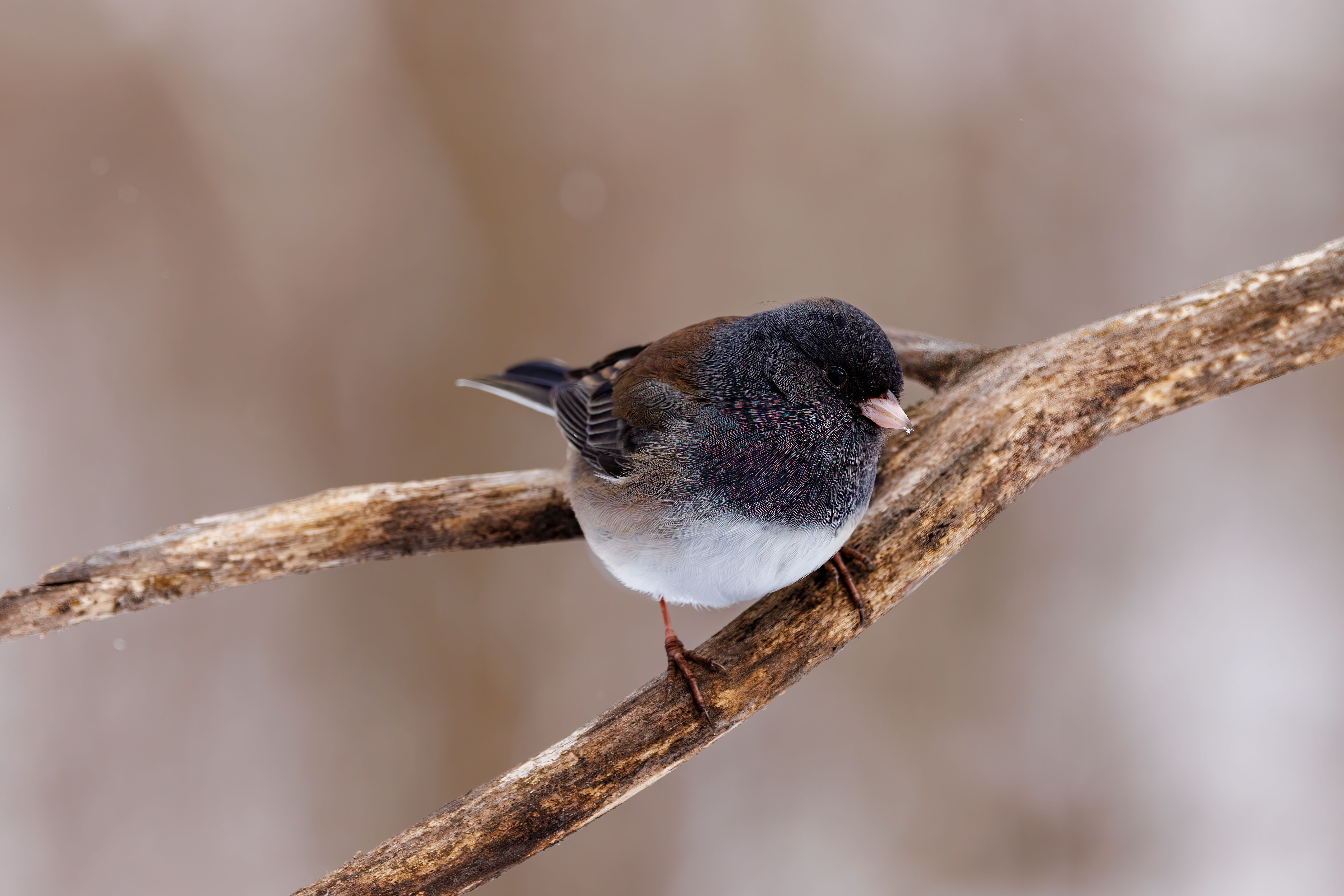 Chickadees In Winter Photos, Download The BEST Free Chickadees In ...