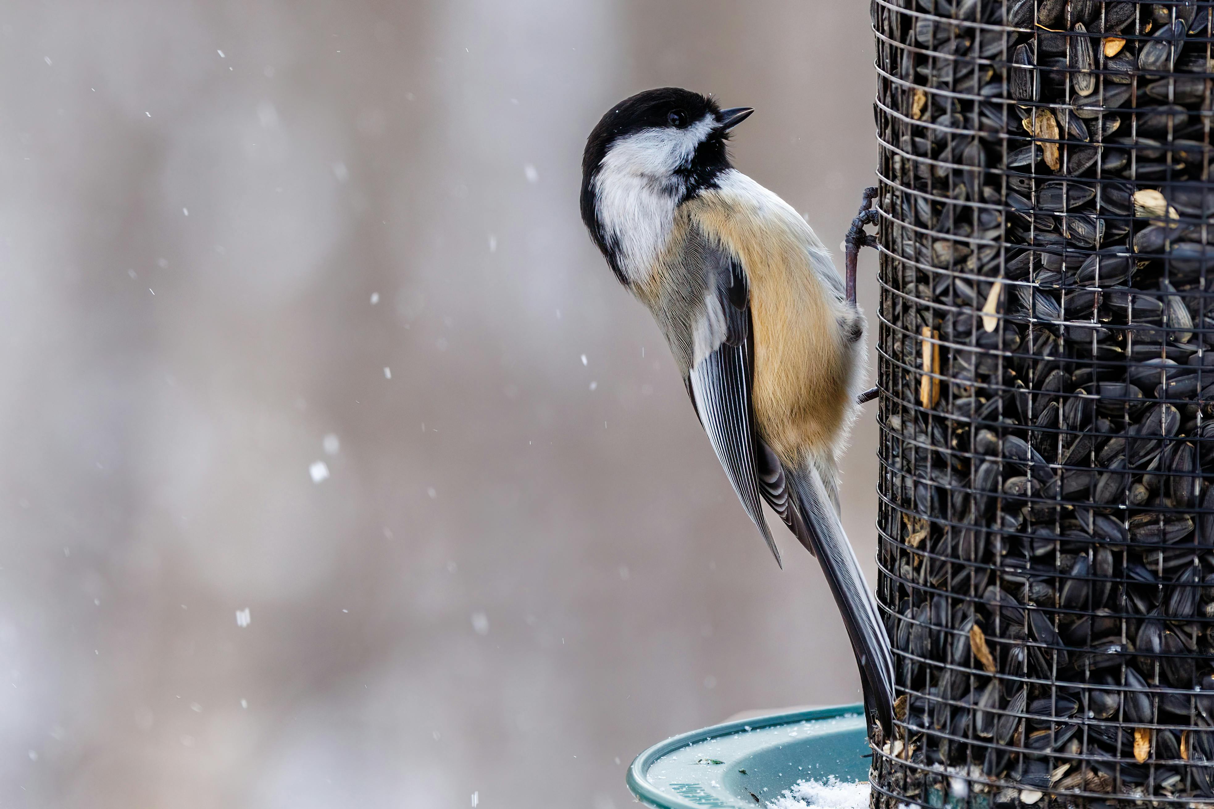 Chickadee Photos, Download The BEST Free Chickadee Stock Photos & HD Images