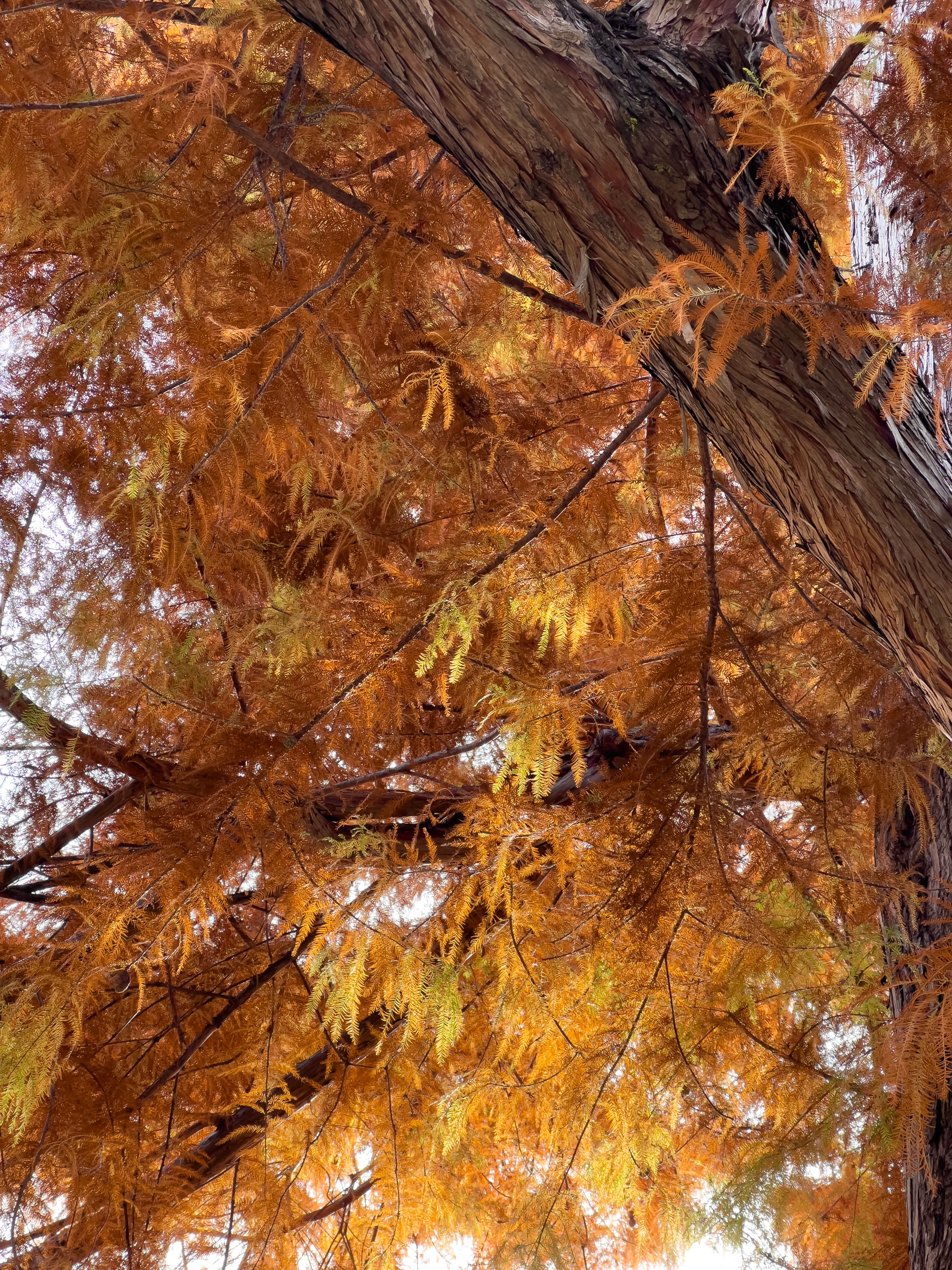 A Tree during Autumn · Free Stock Photo
