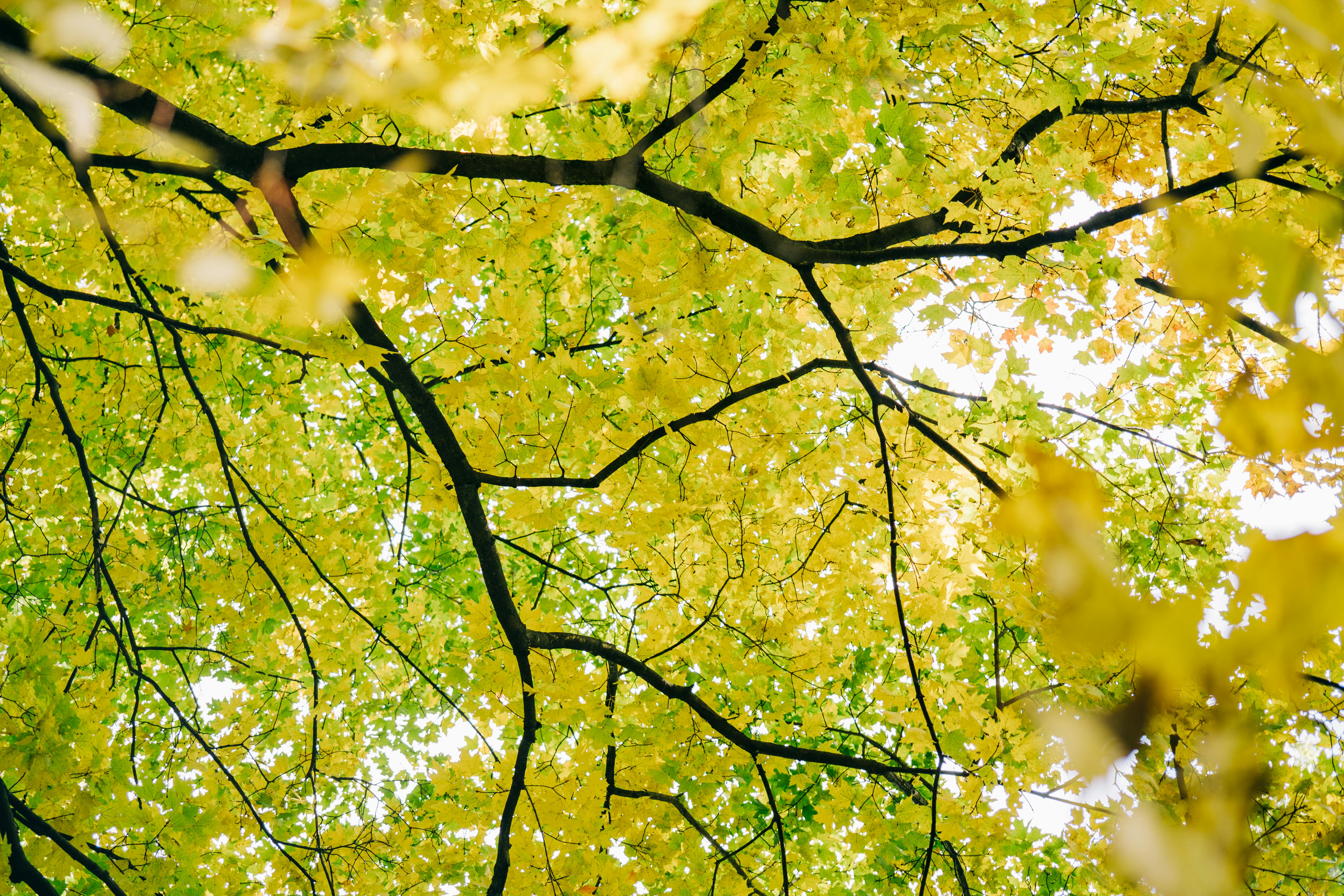 Tree Branch on Autumn Day · Free Stock Photo