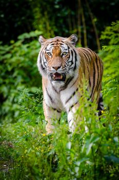 1000+ Interesting Wild Animal Photos · Pexels · Free Stock Photos