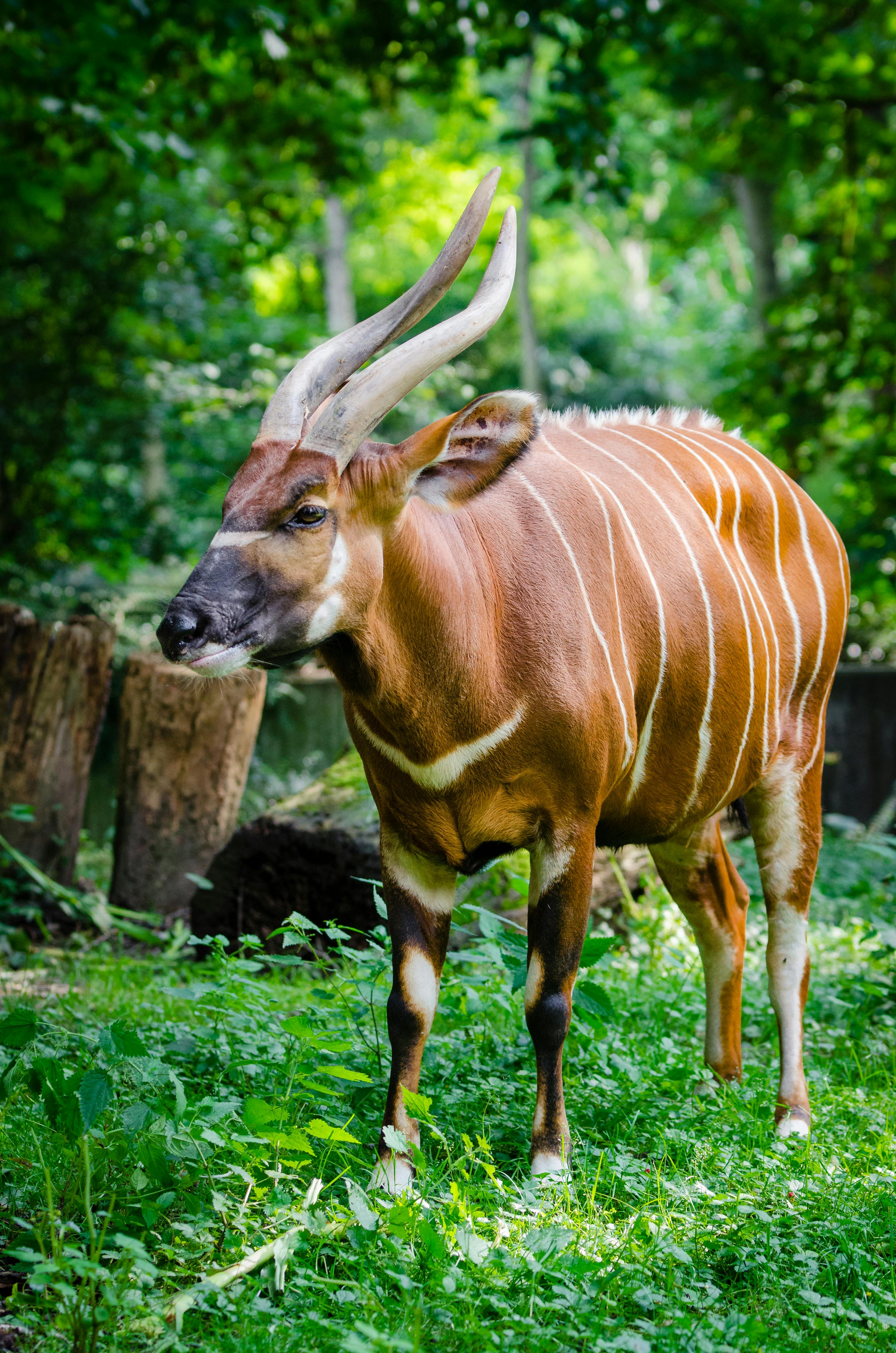 Brown Antelope Standing on the Ground during Daytime · Free Stock Photo