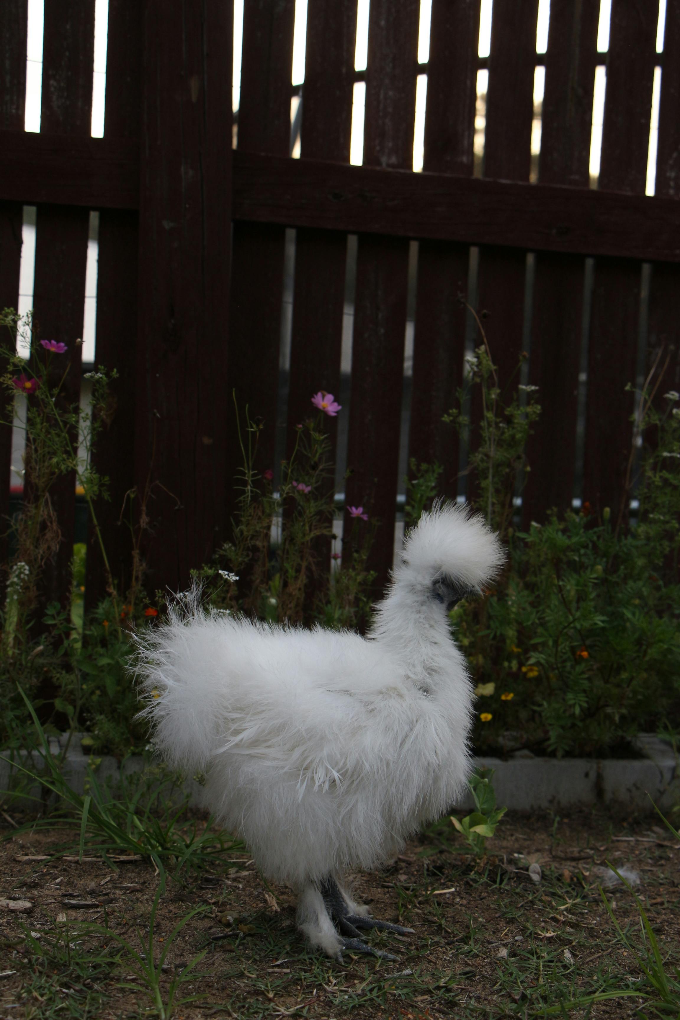Silkie Chicken Photos, Download The BEST Free Silkie Chicken Stock ...