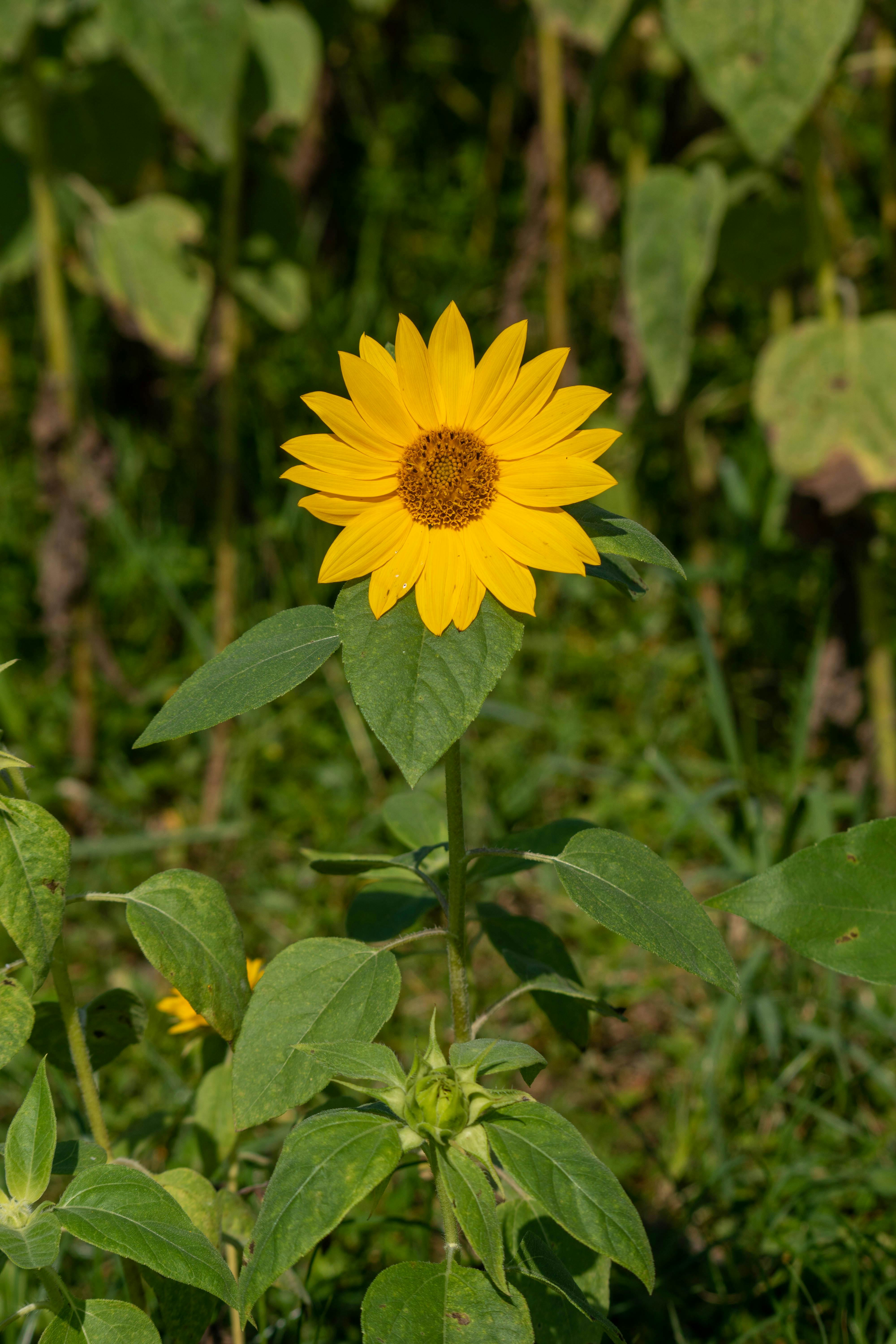 Blooming Sunflower on a Garden · Free Stock Photo