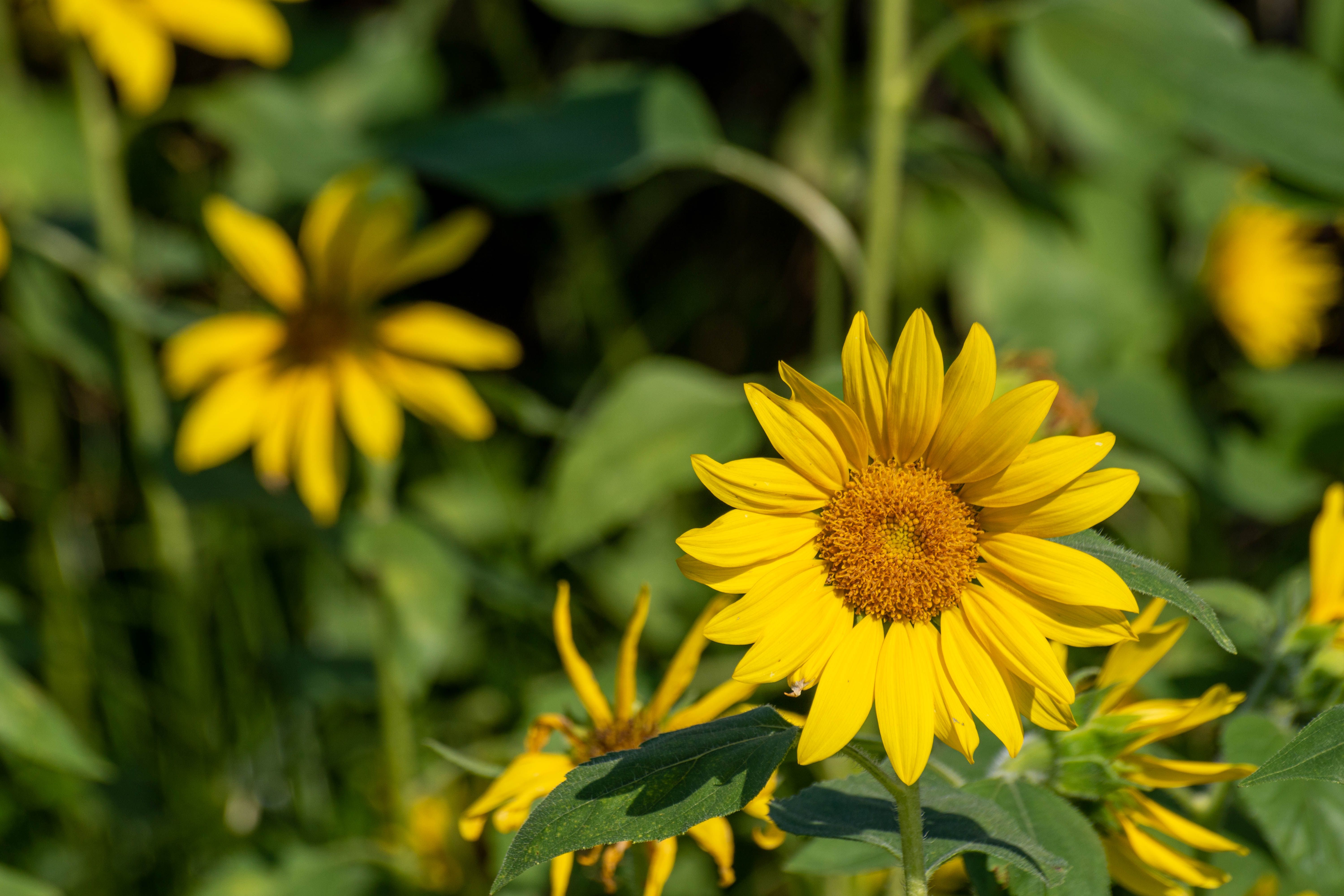 Close-Up Shot of a Blooming Sunflower · Free Stock Photo