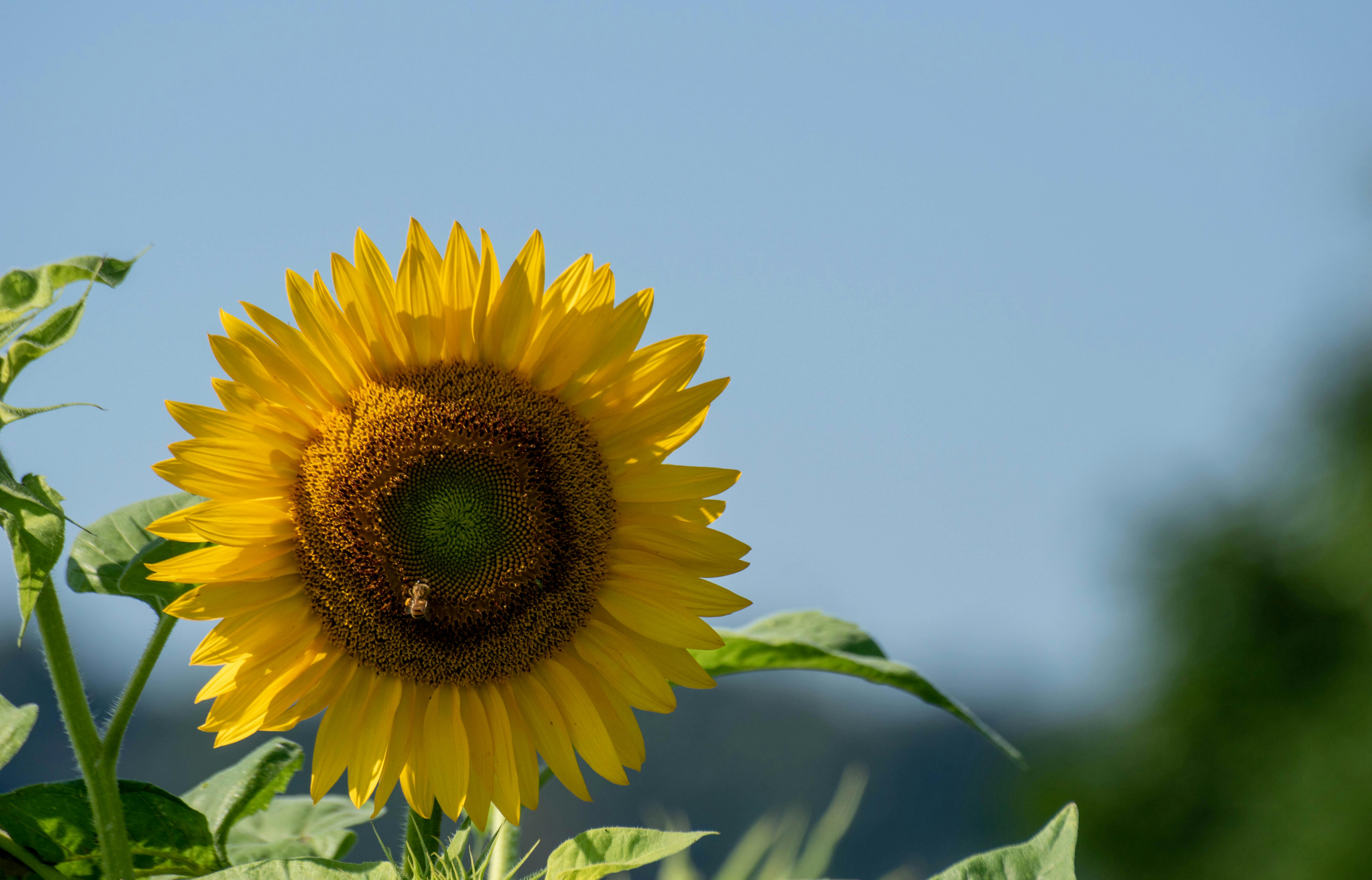 A Sunflower in Bloom · Free Stock Photo