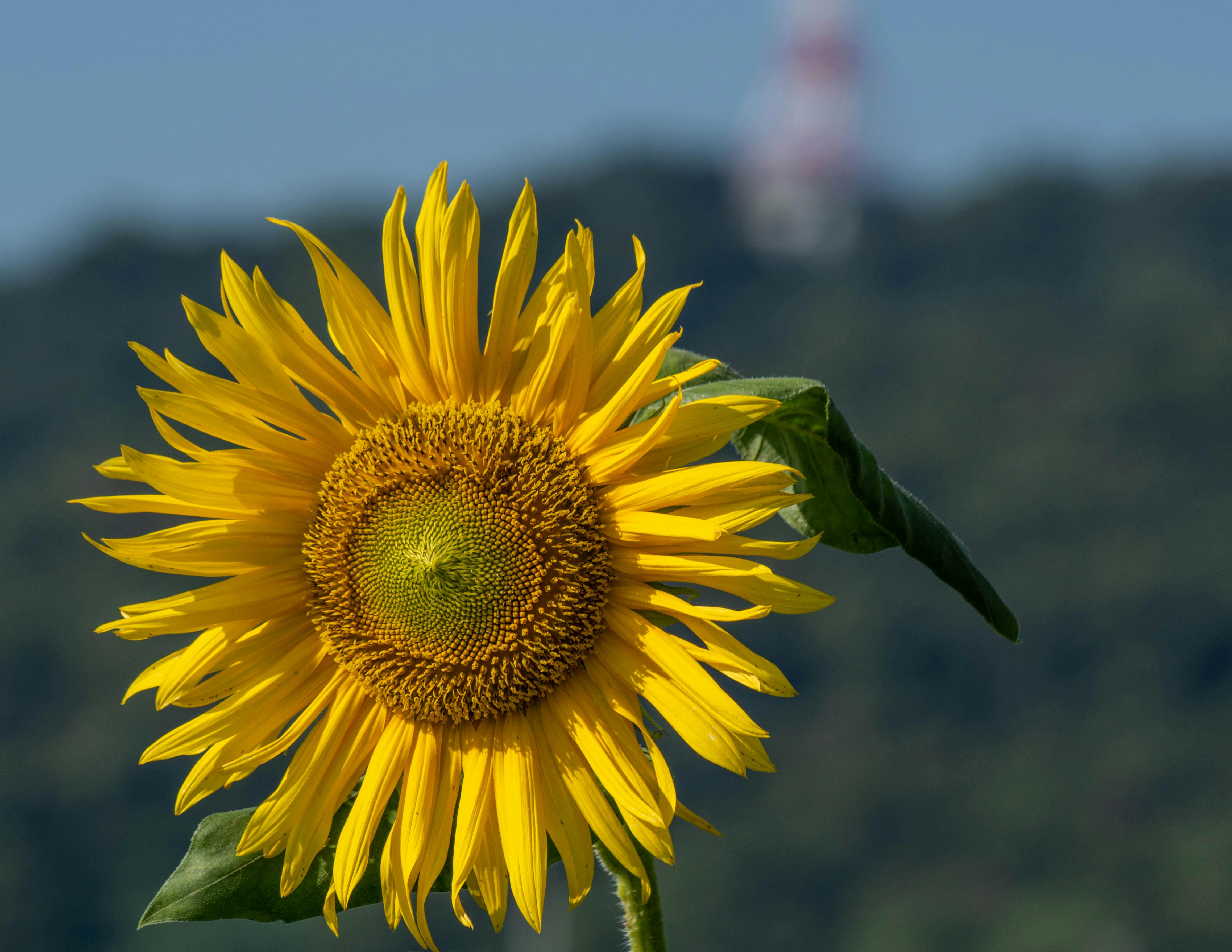 Sunflower Flat Photos, Download Free Sunflower Flat Stock Photos & HD ...