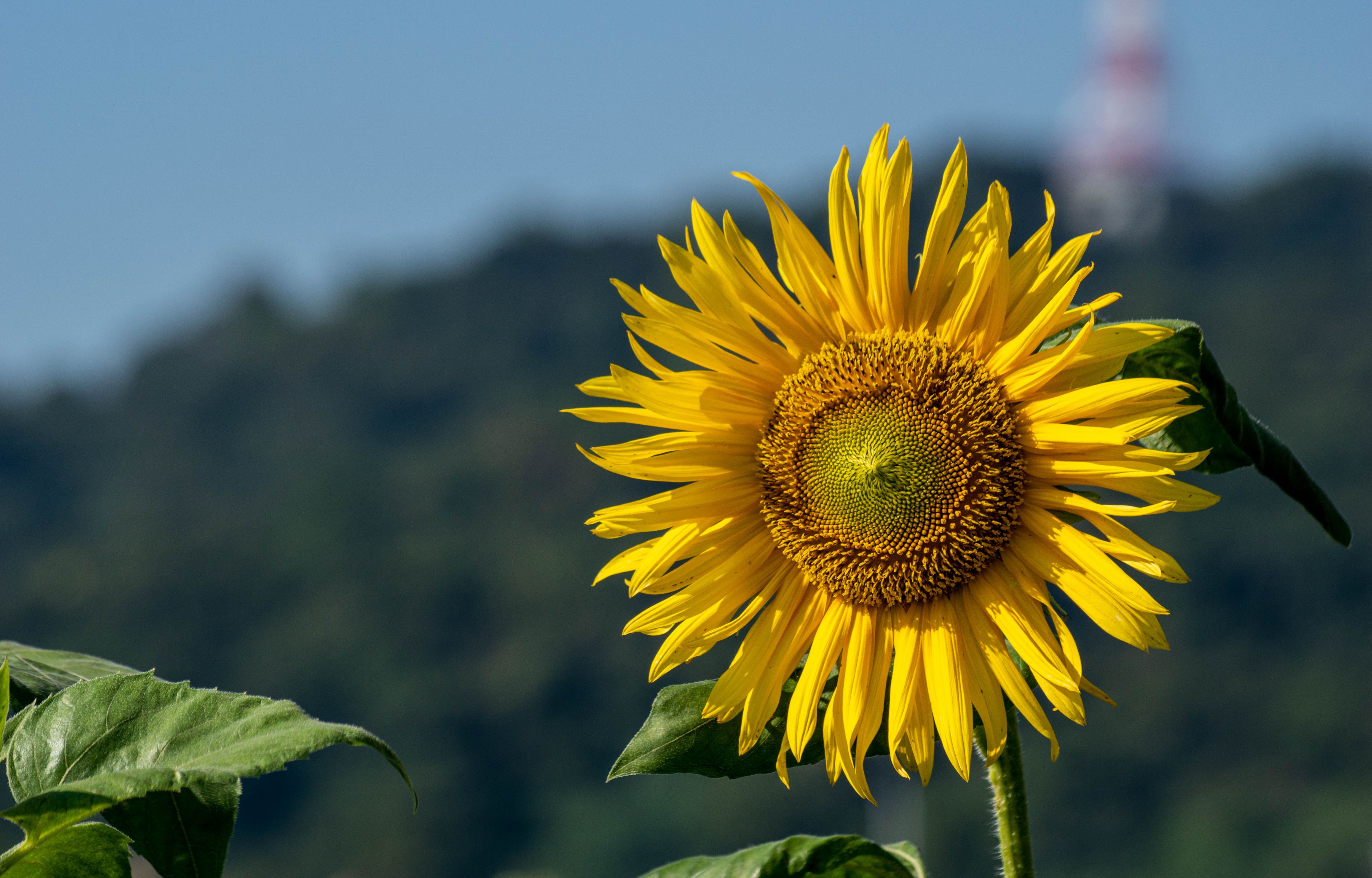 Close-Up Shot of a Sunflower · Free Stock Photo