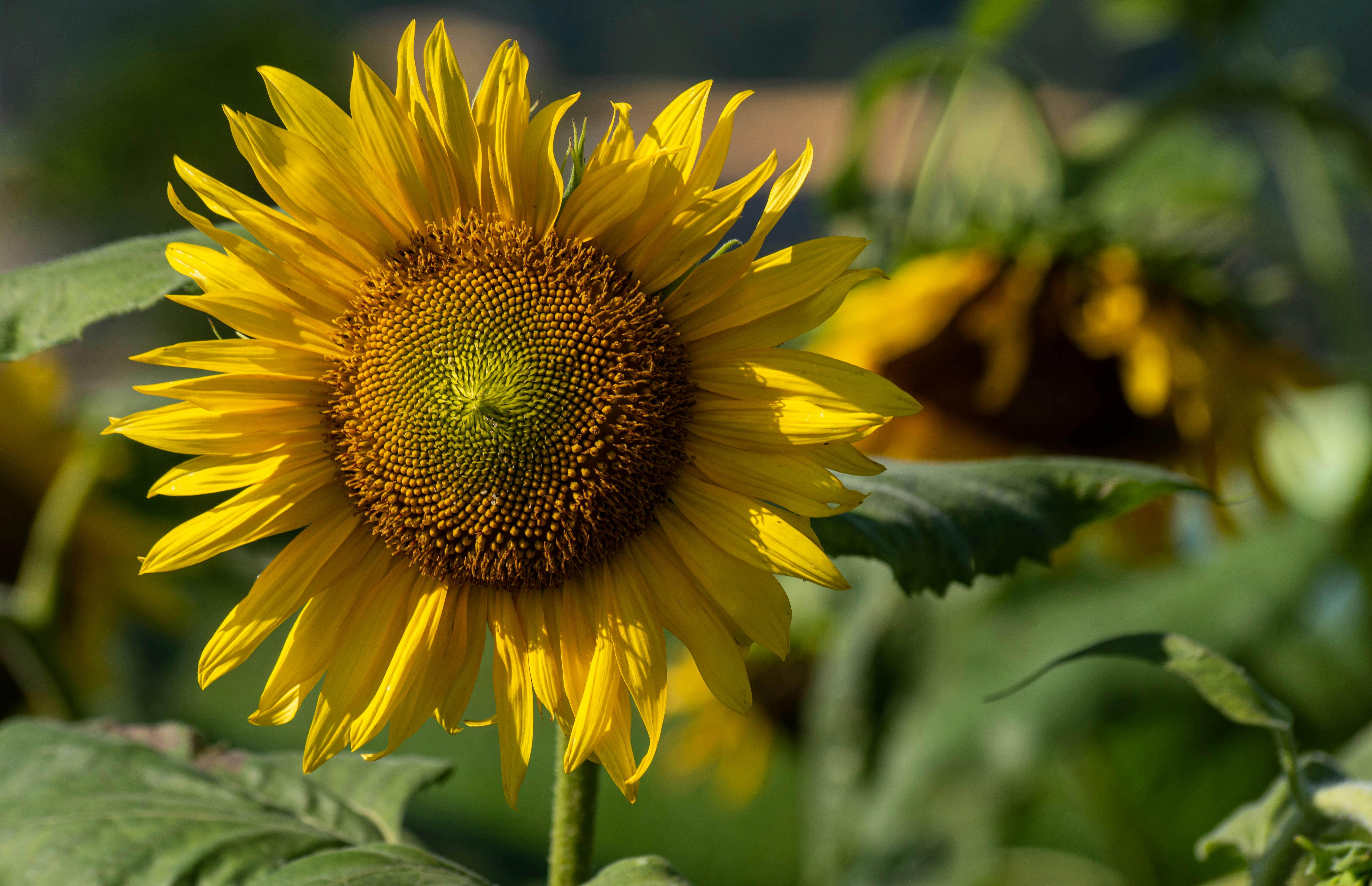 Sunflower Flat Photos, Download Free Sunflower Flat Stock Photos & HD ...