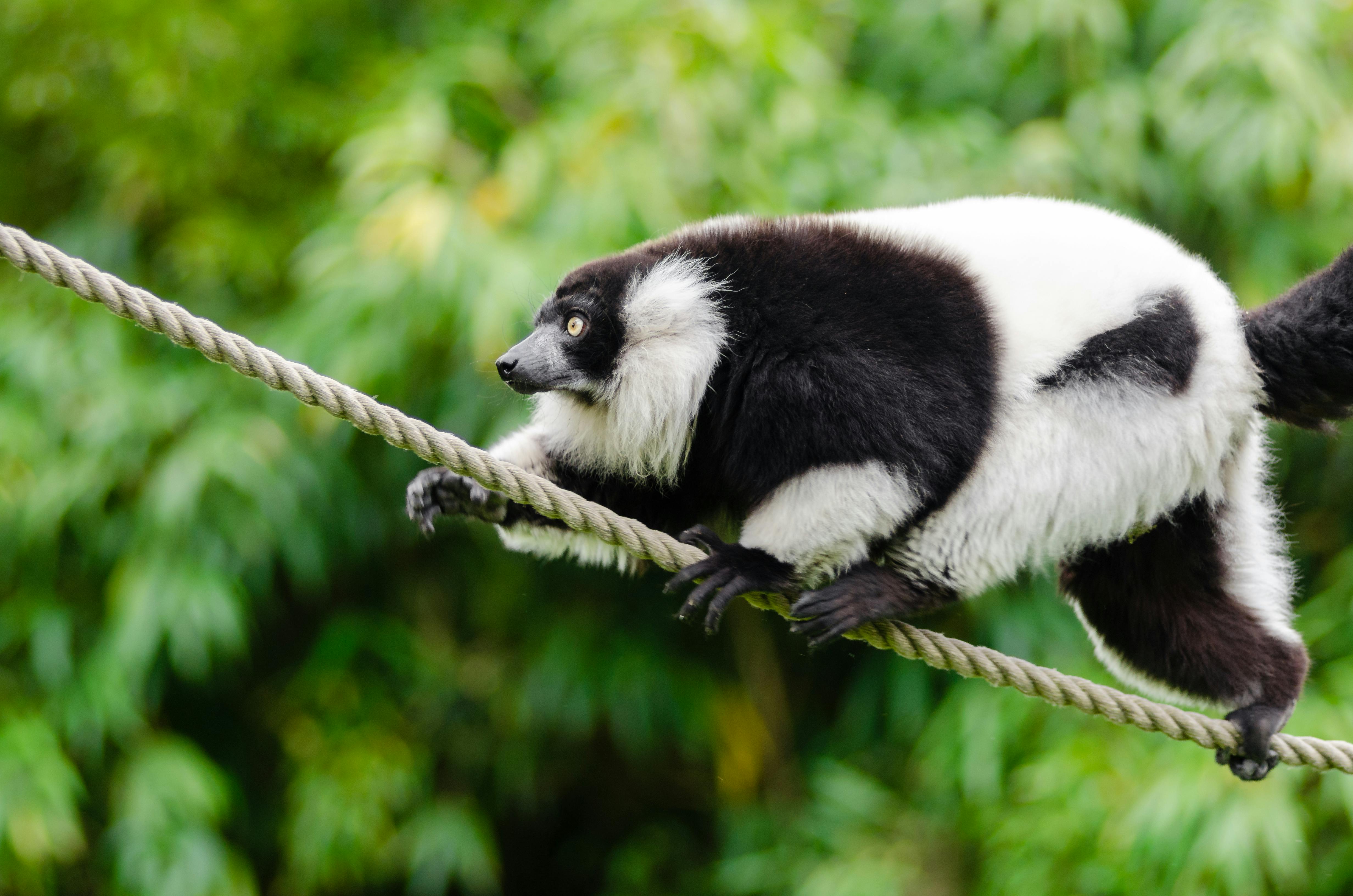 White and Black Lemur · Free Stock Photo