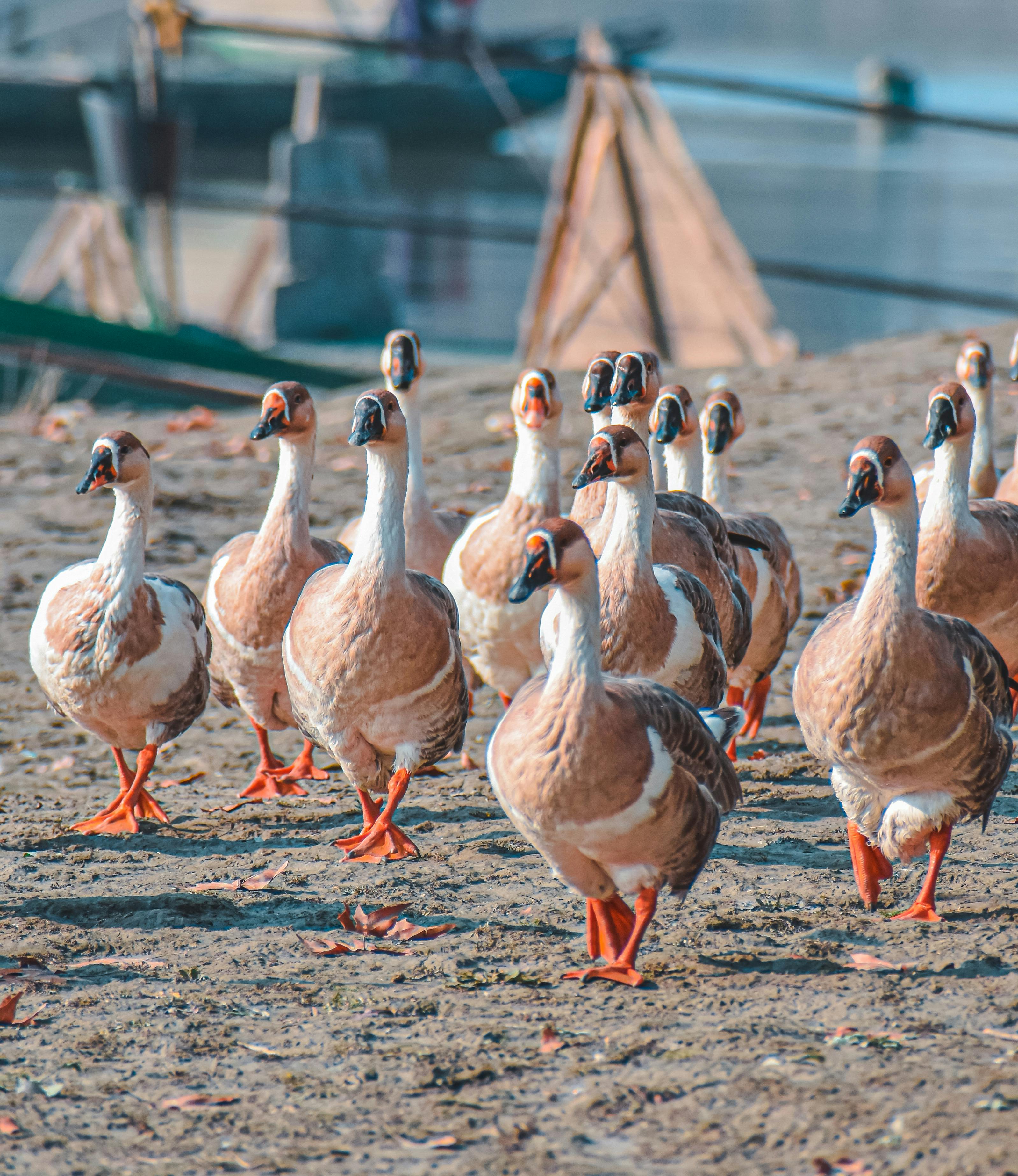Gaggle of Geese on the Shore · Free Stock Photo