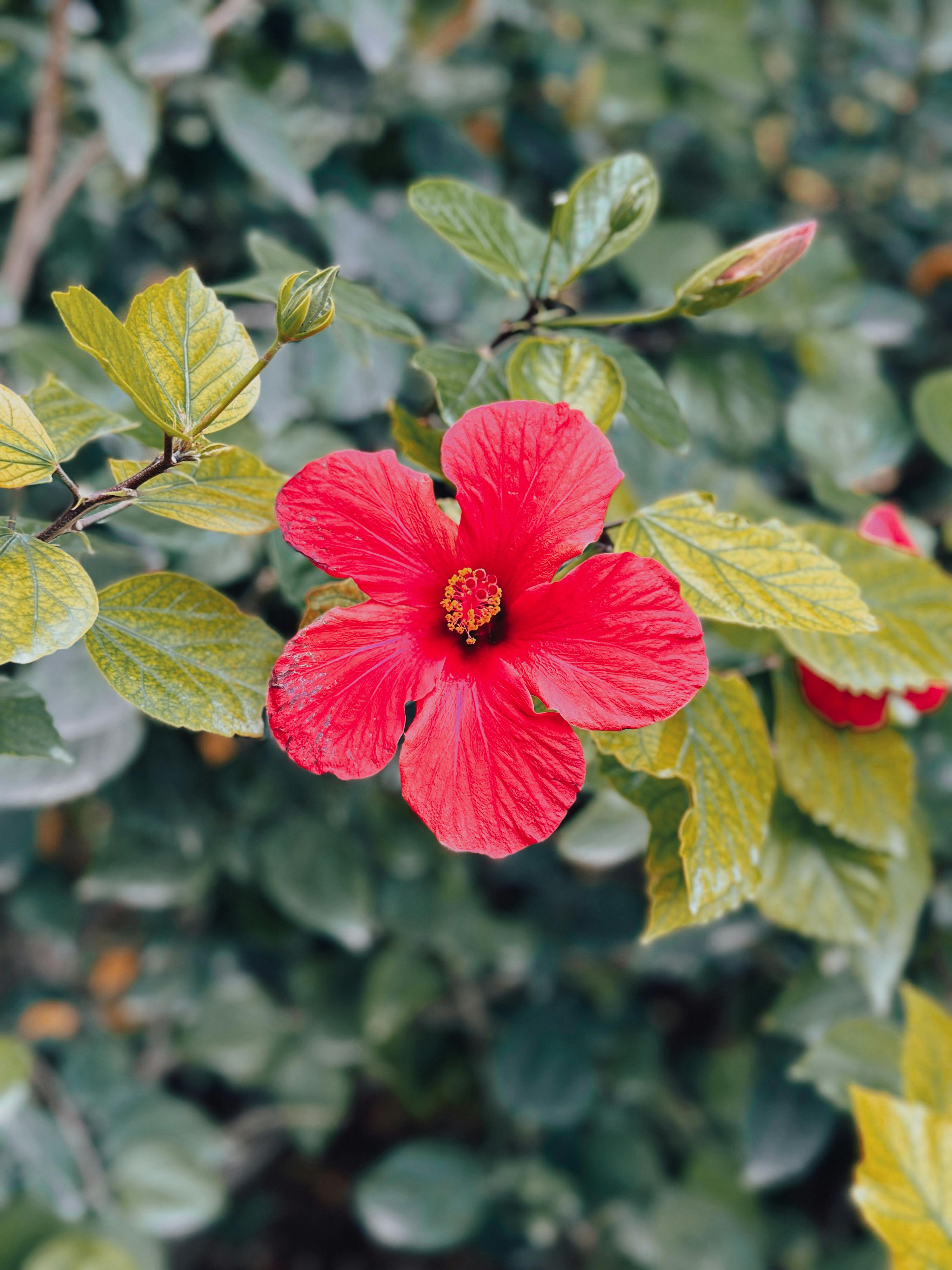 Red Dry Flowers in Close-up Photography · Free Stock Photo
