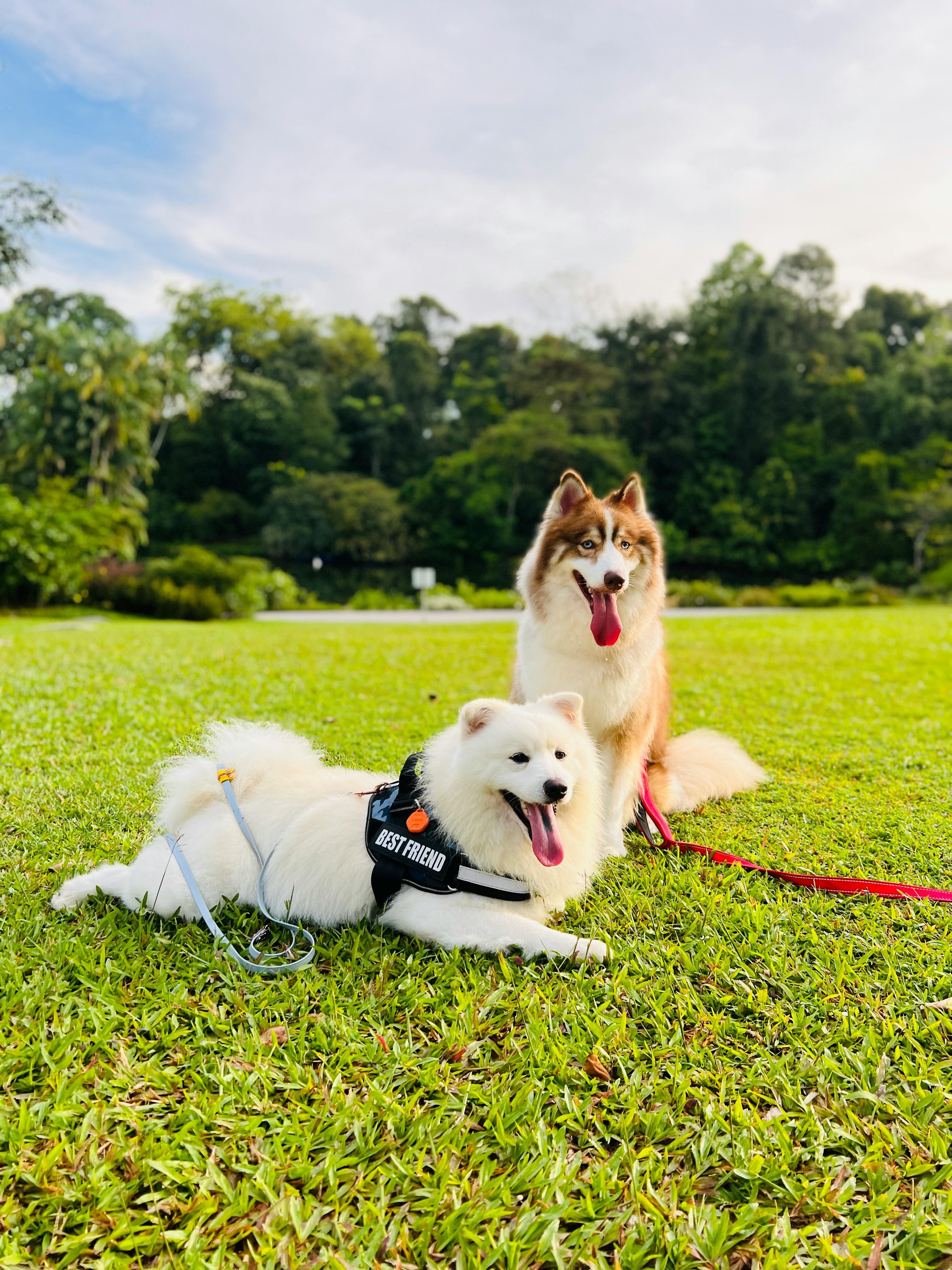 Beautiful Huskies in the Park · Free Stock Photo