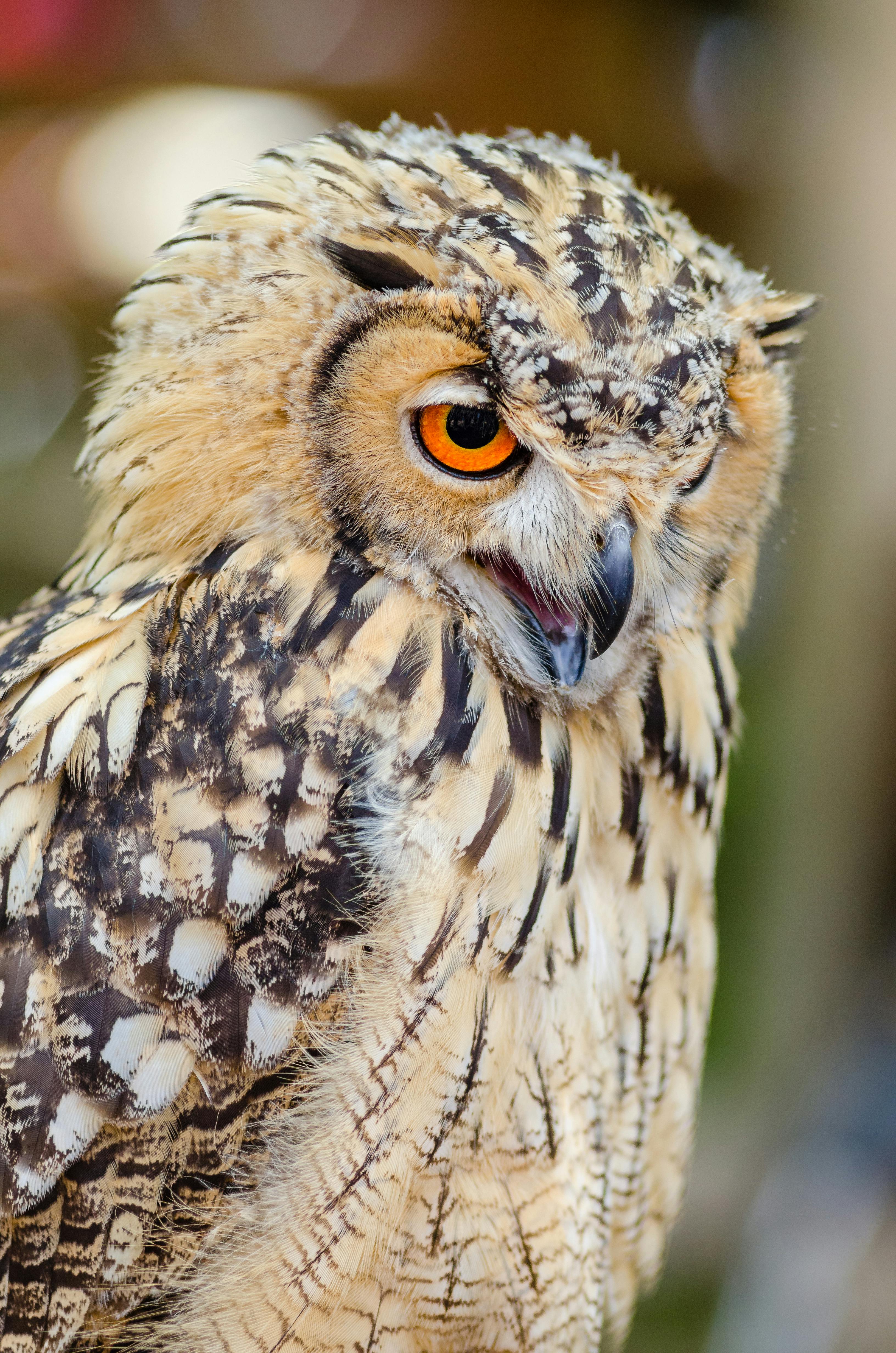 Tanning Photography of Flying Eagle-owl · Free Stock Photo
