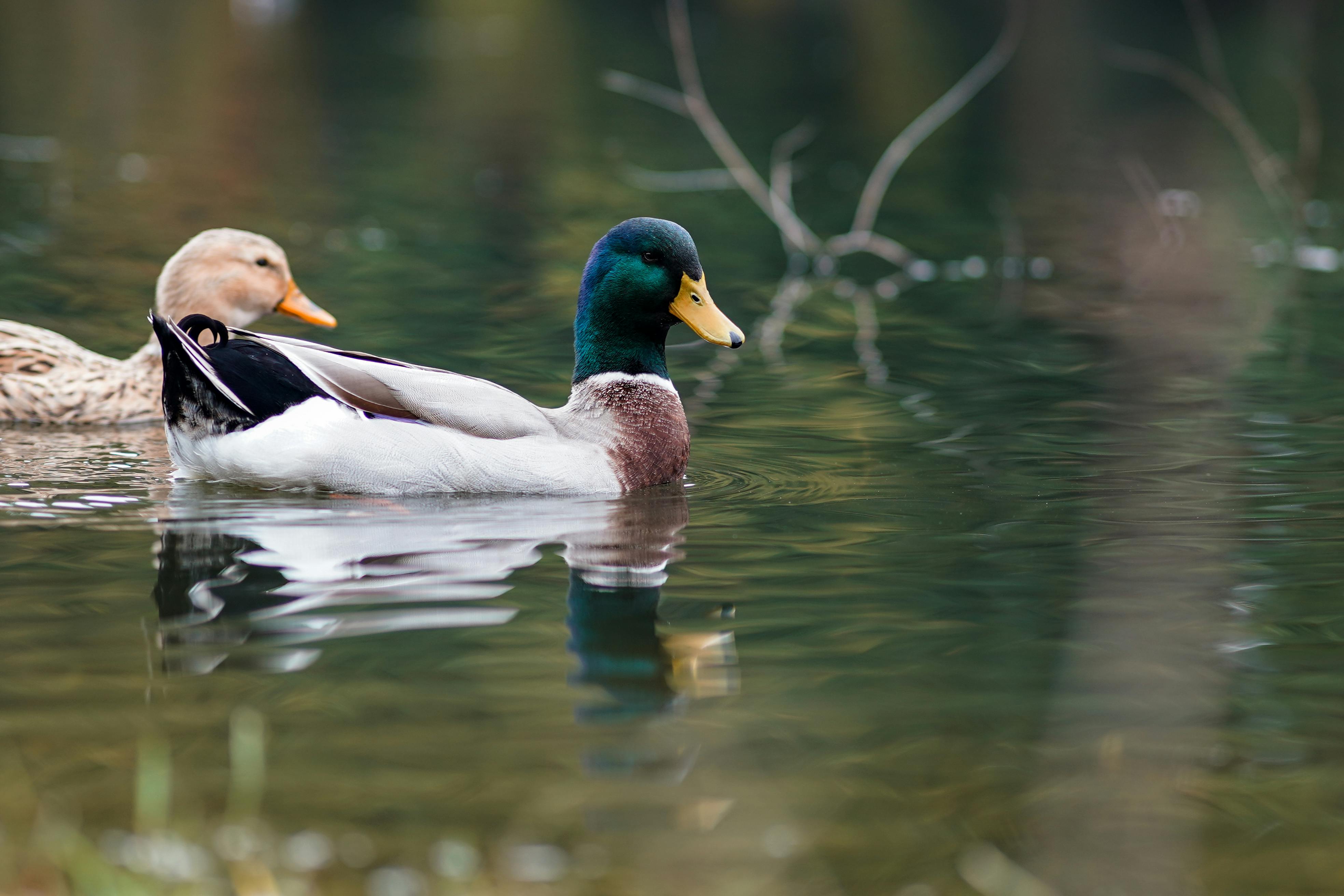 Blue and Brown Duck · Free Stock Photo