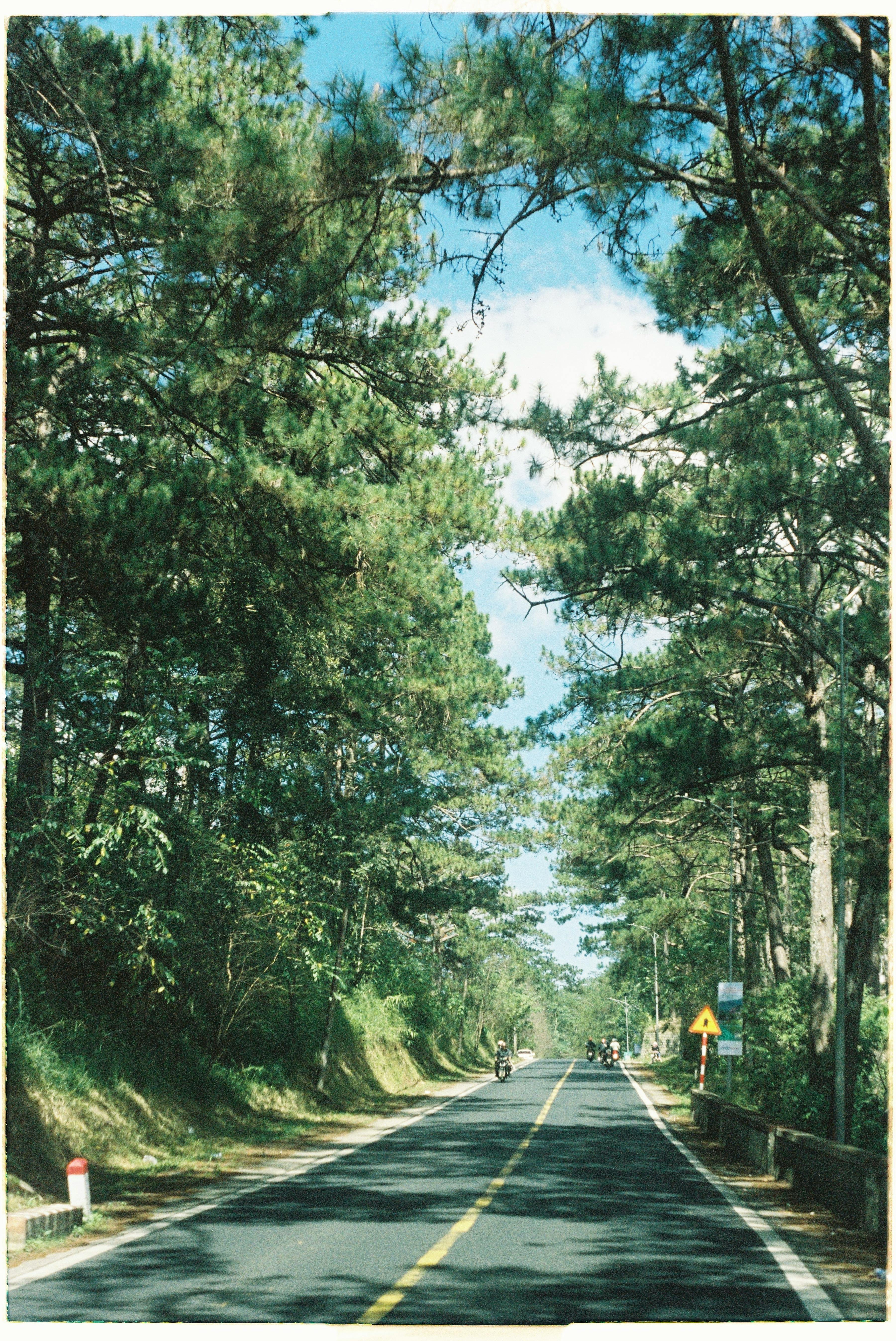 Green Trees in Between Road · Free Stock Photo