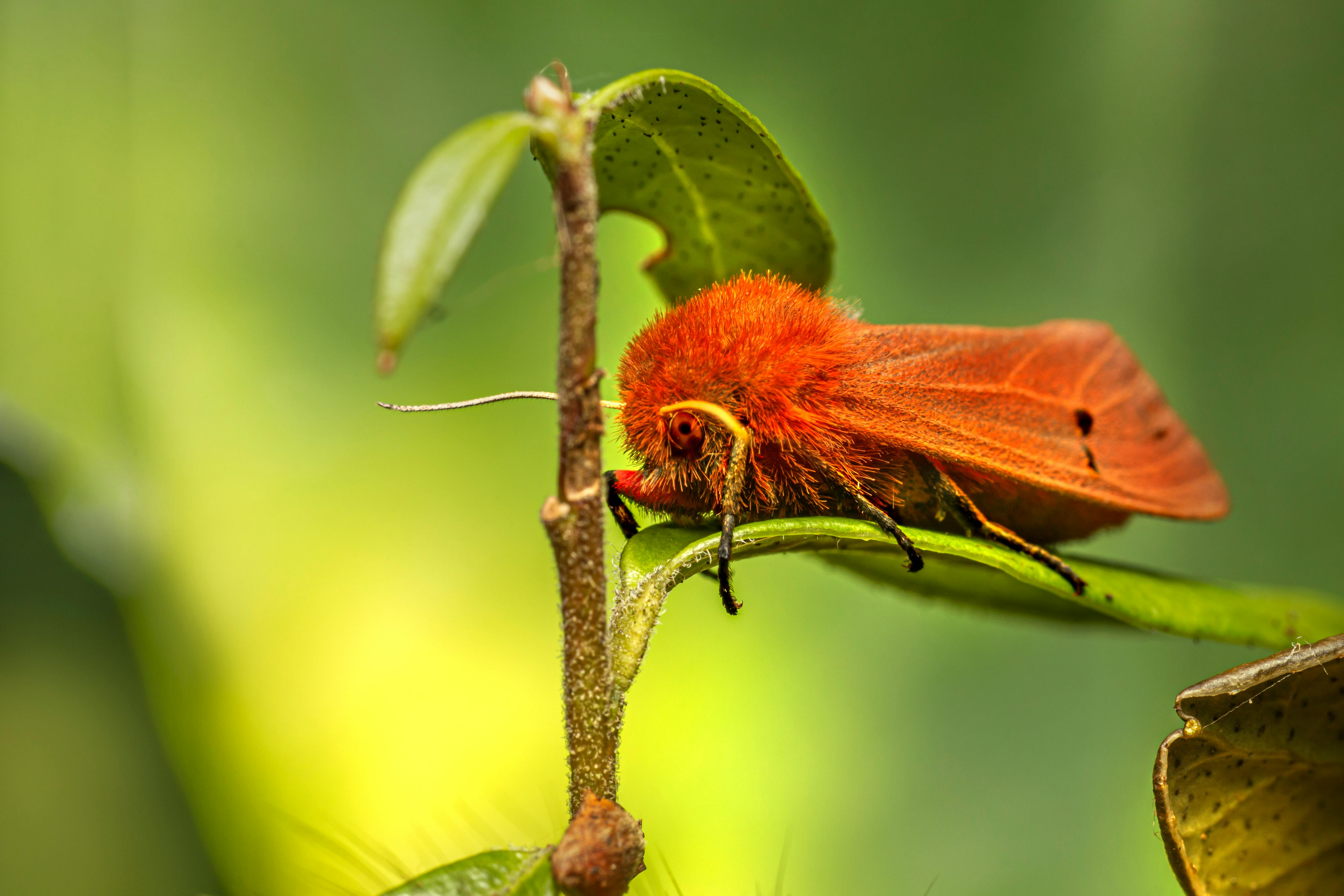 Brown Moth Perched on Green Plant · Free Stock Photo