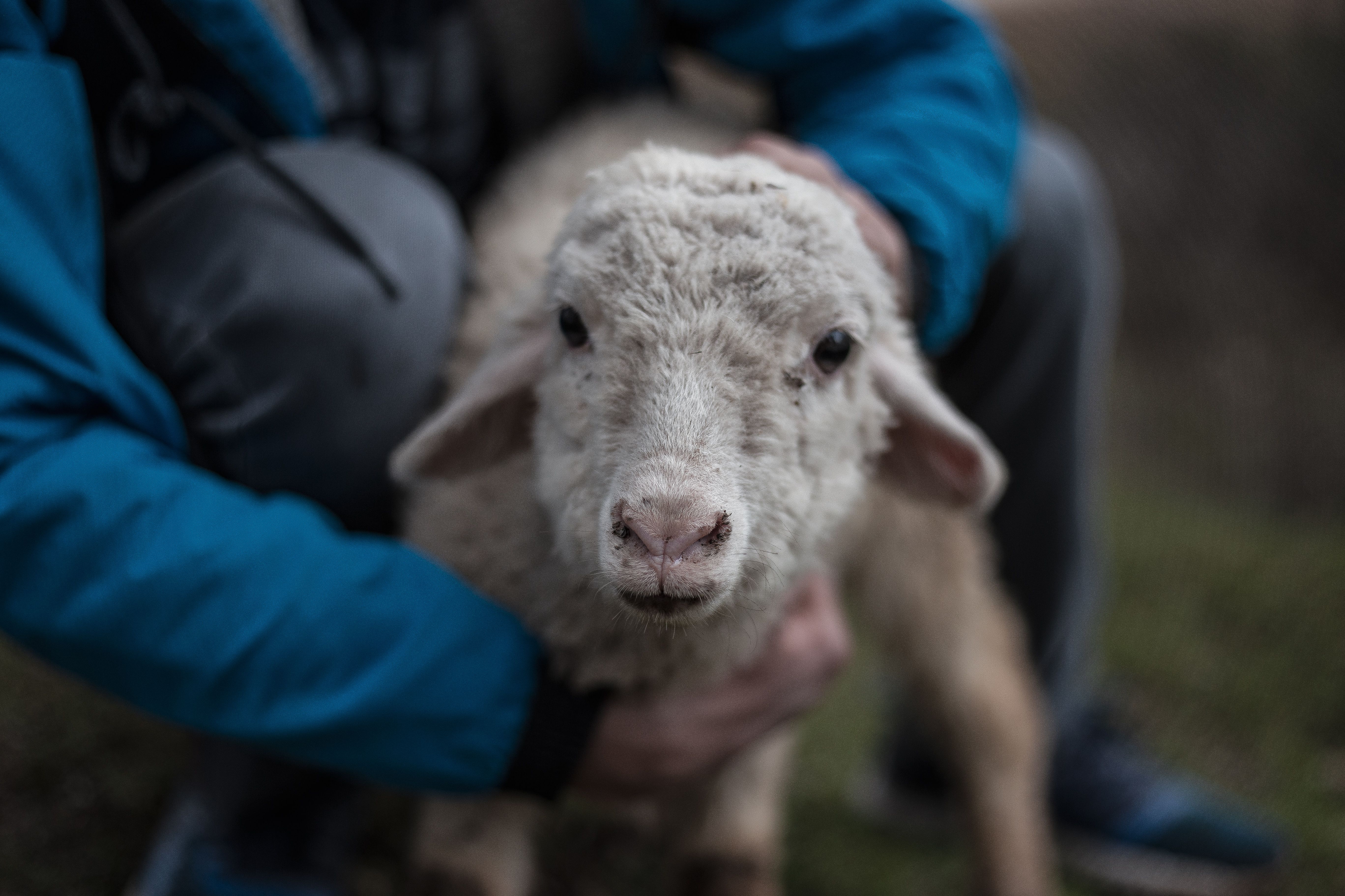 Beige and Black Sheep · Free Stock Photo