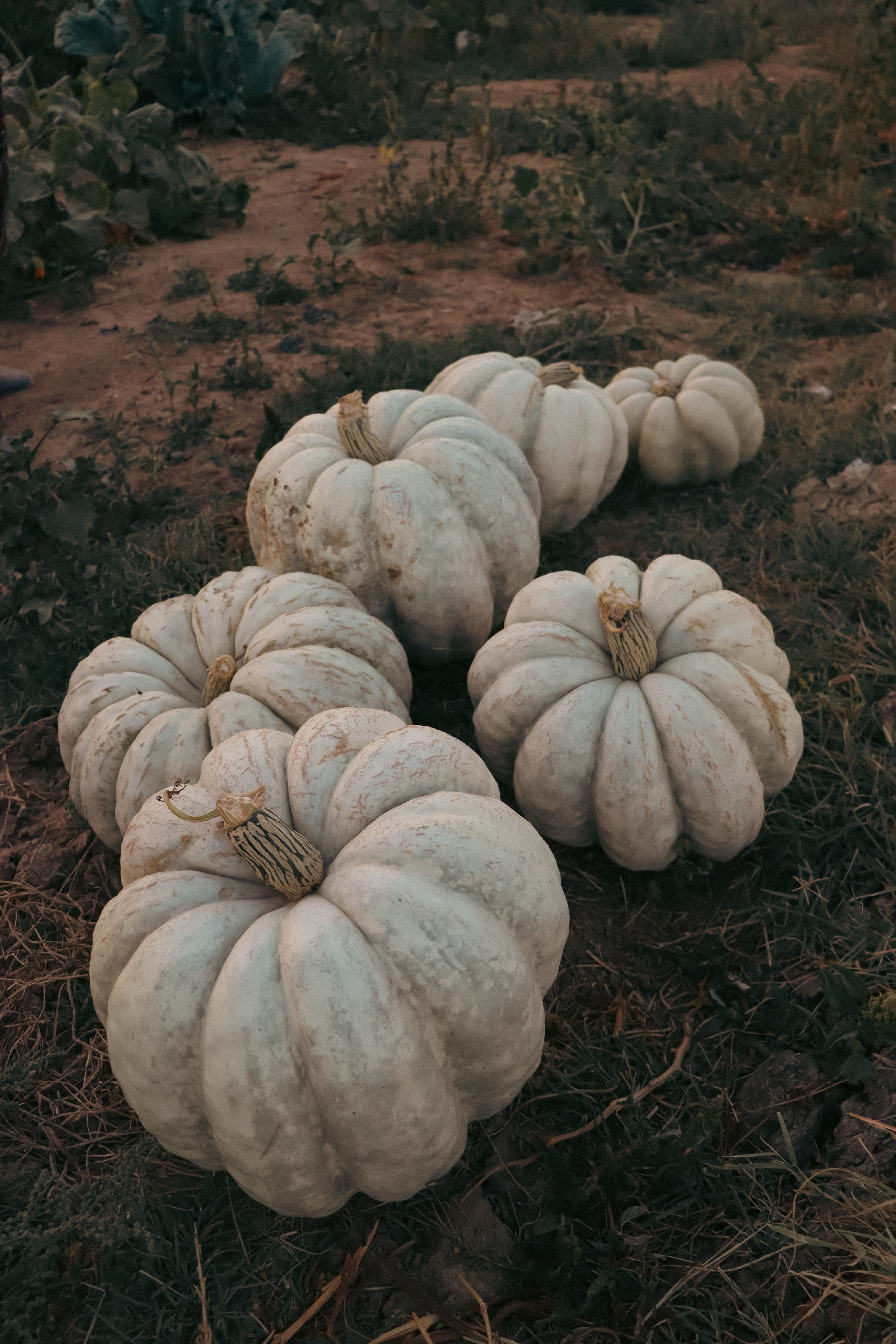 High Angle View of Pumpkins · Free Stock Photo