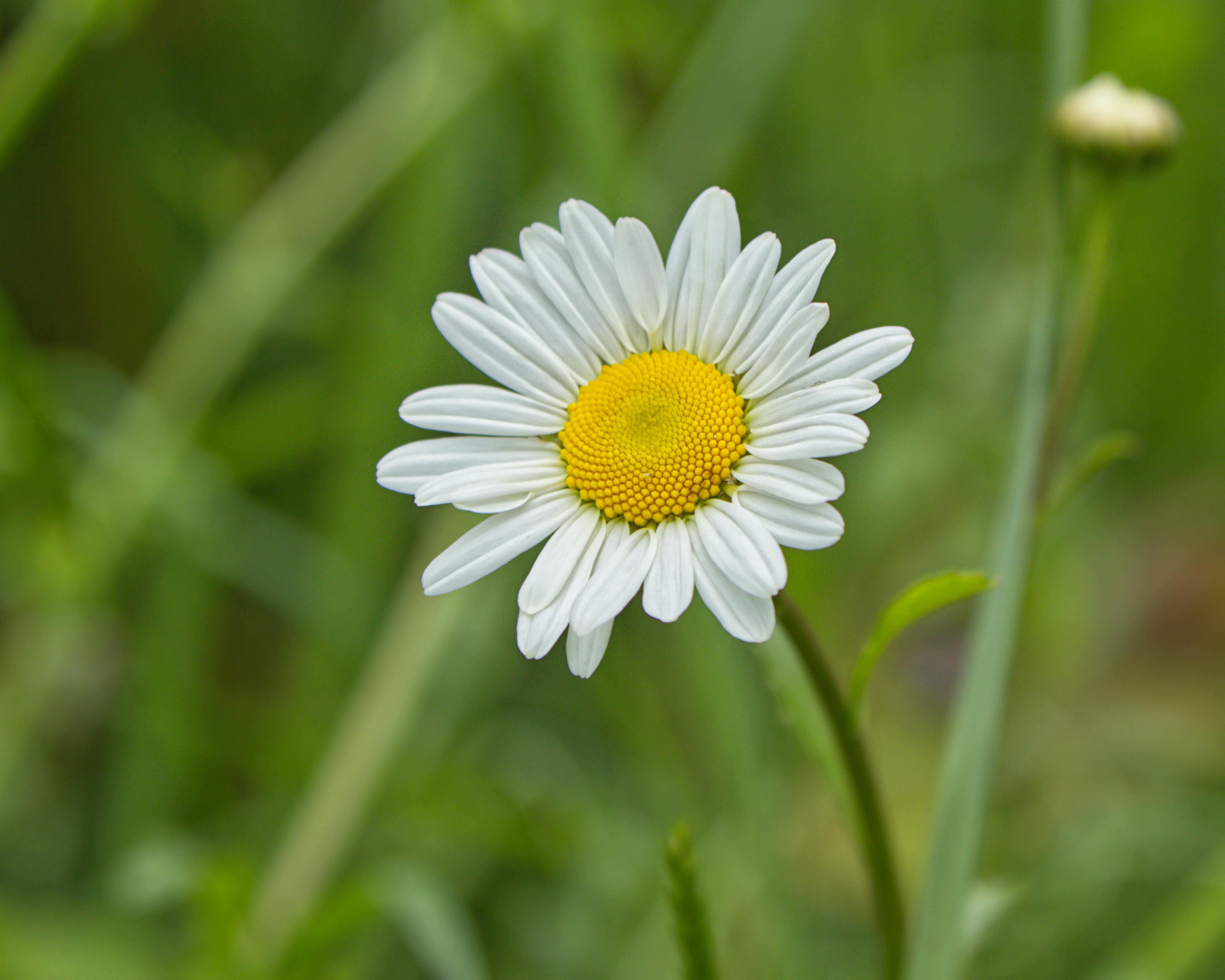 A Close-Up Shot of a Common Daisy · Free Stock Photo