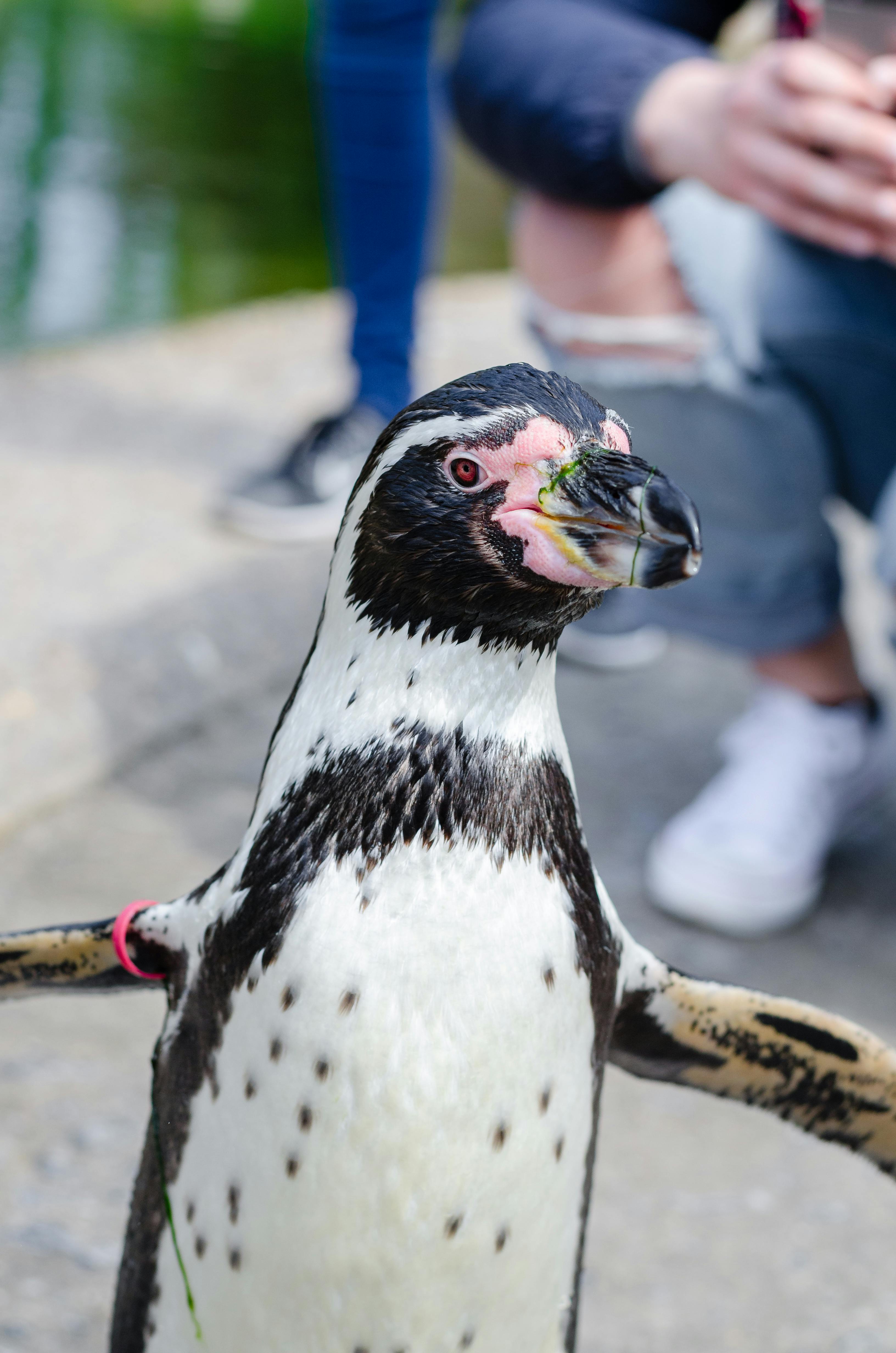 Emperor Penguin With Wings Sapread · Free Stock Photo