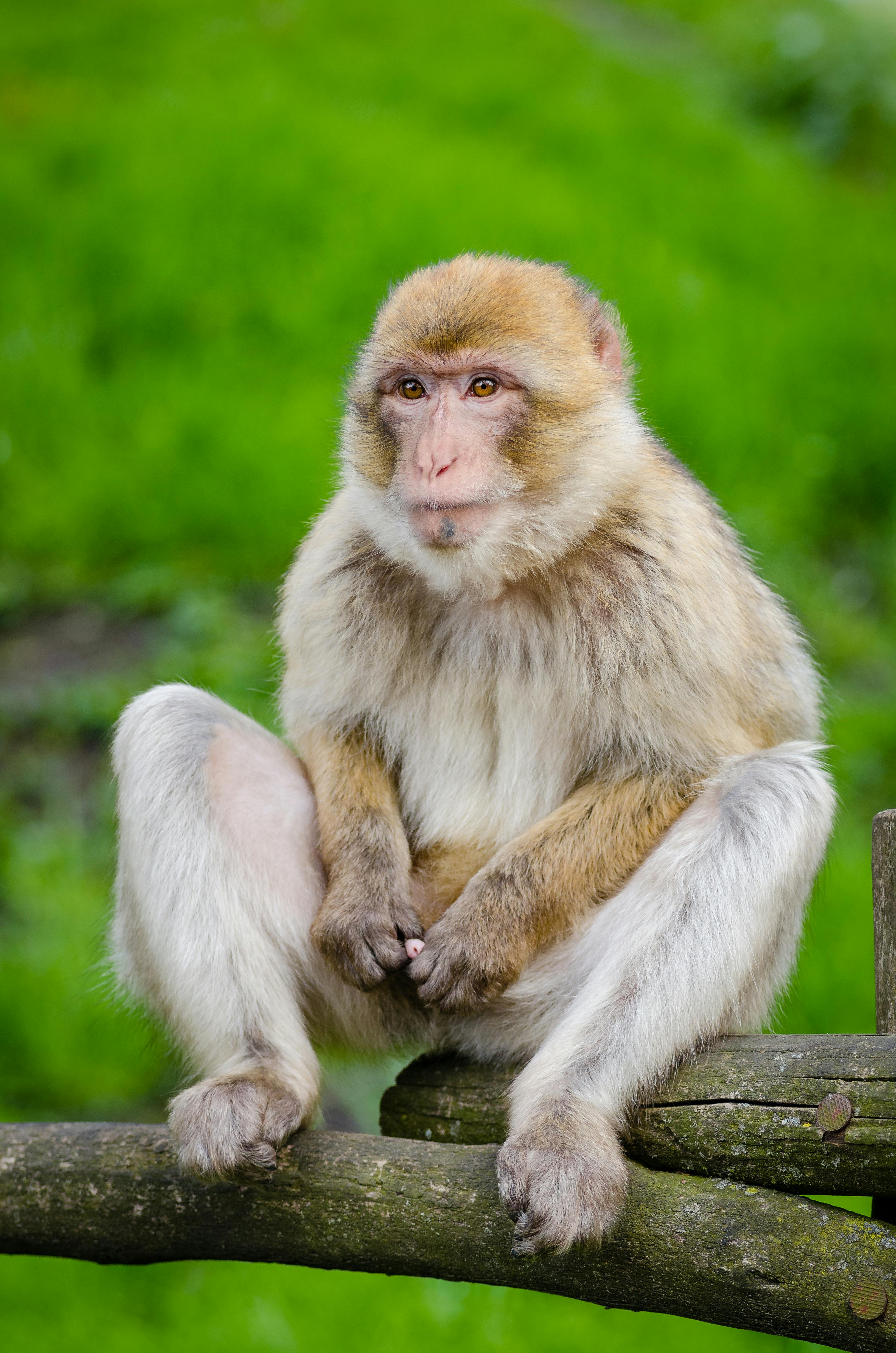 White and Beige Monkey · Free Stock Photo