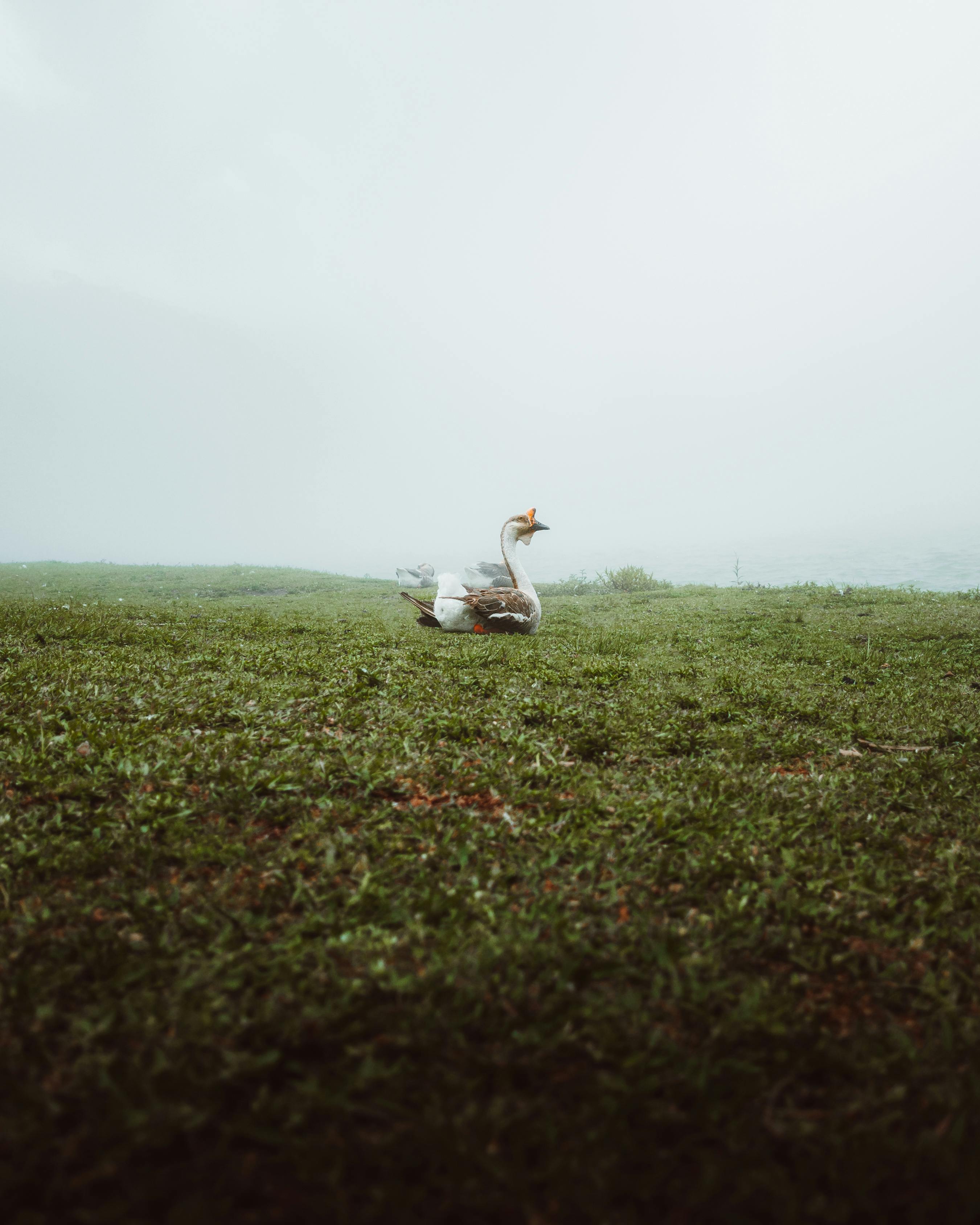 A Bird in a Field · Free Stock Photo