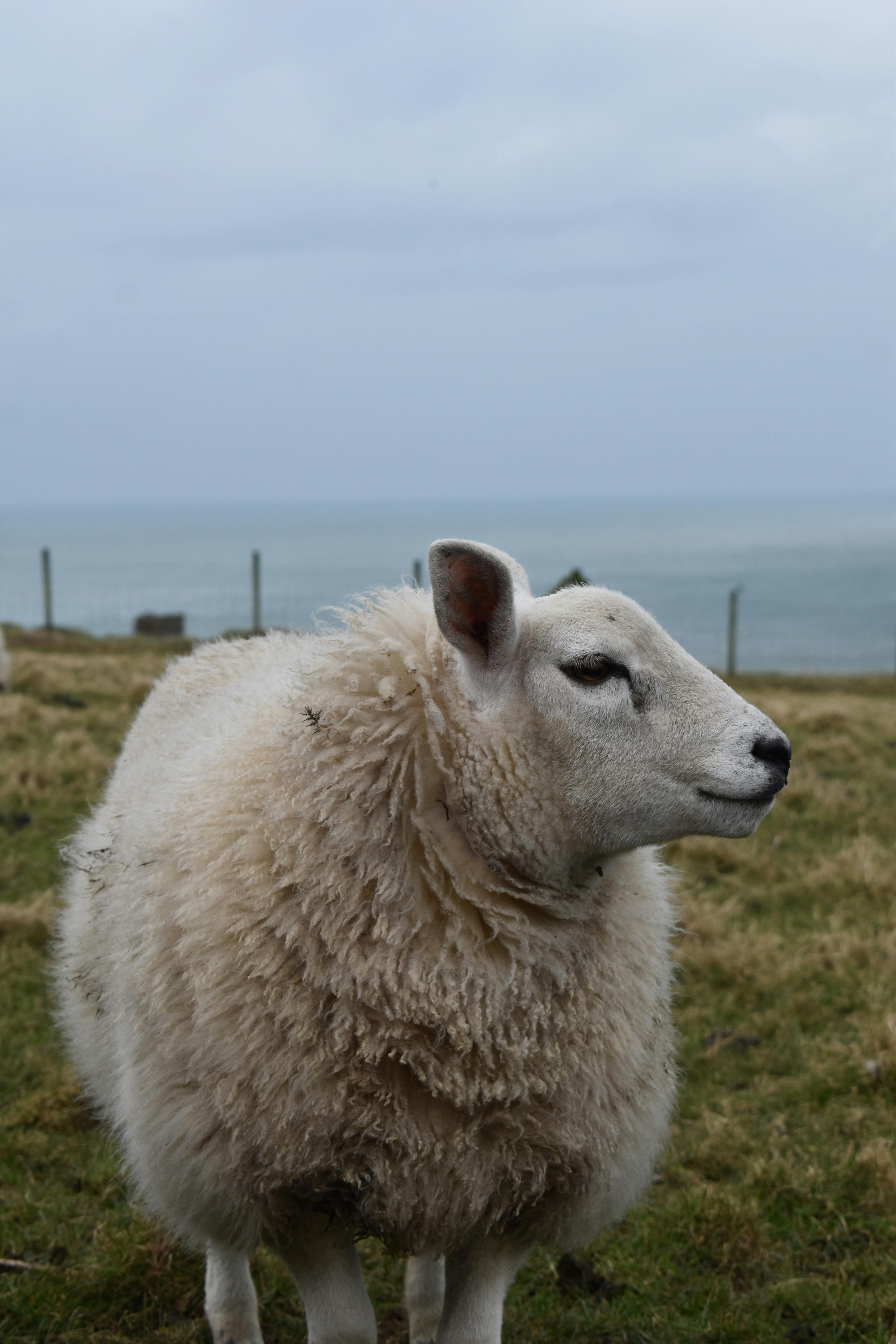 Portrait of a Baby Sheep · Free Stock Photo