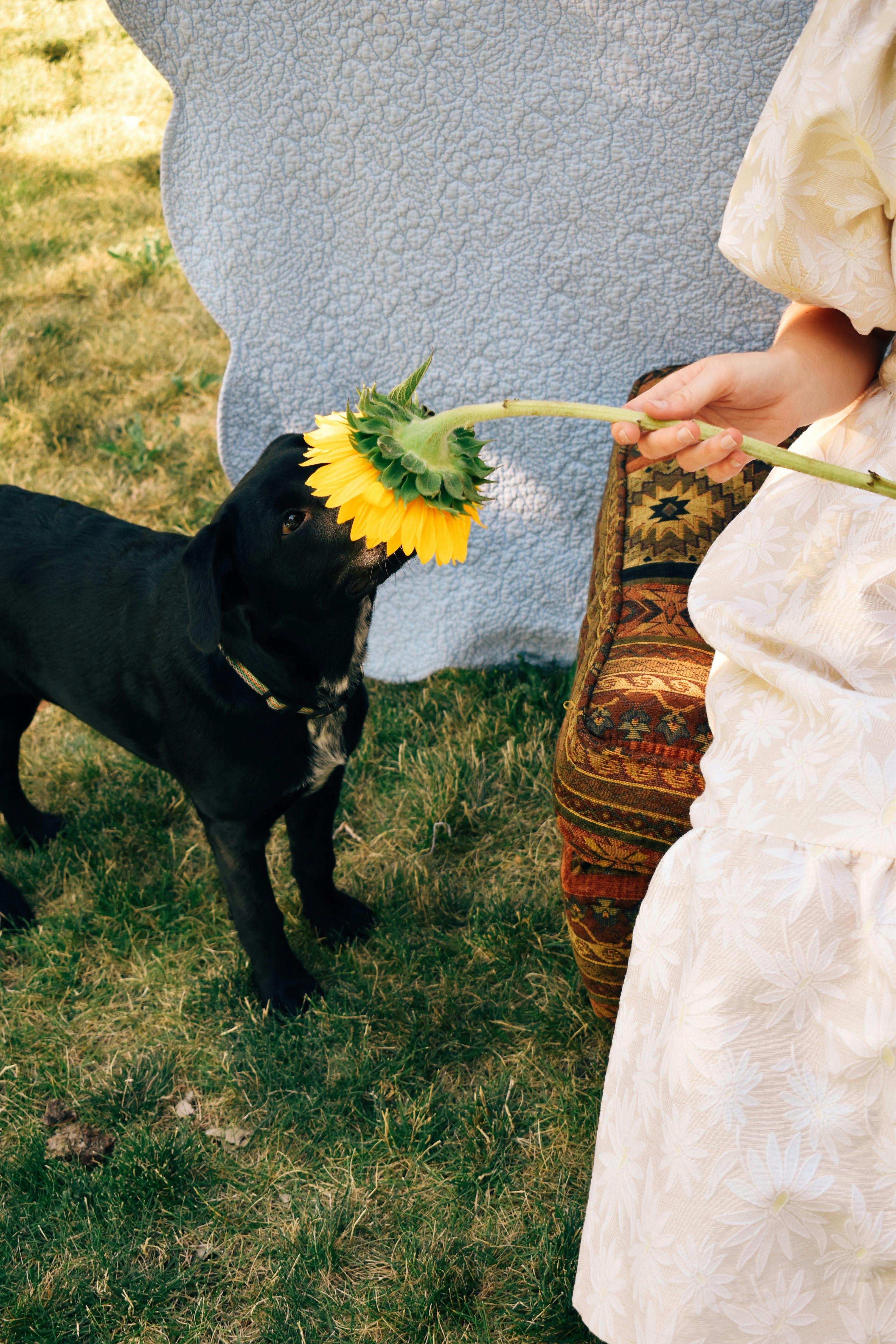 Black Dog Smelling Sunflower · Free Stock Photo