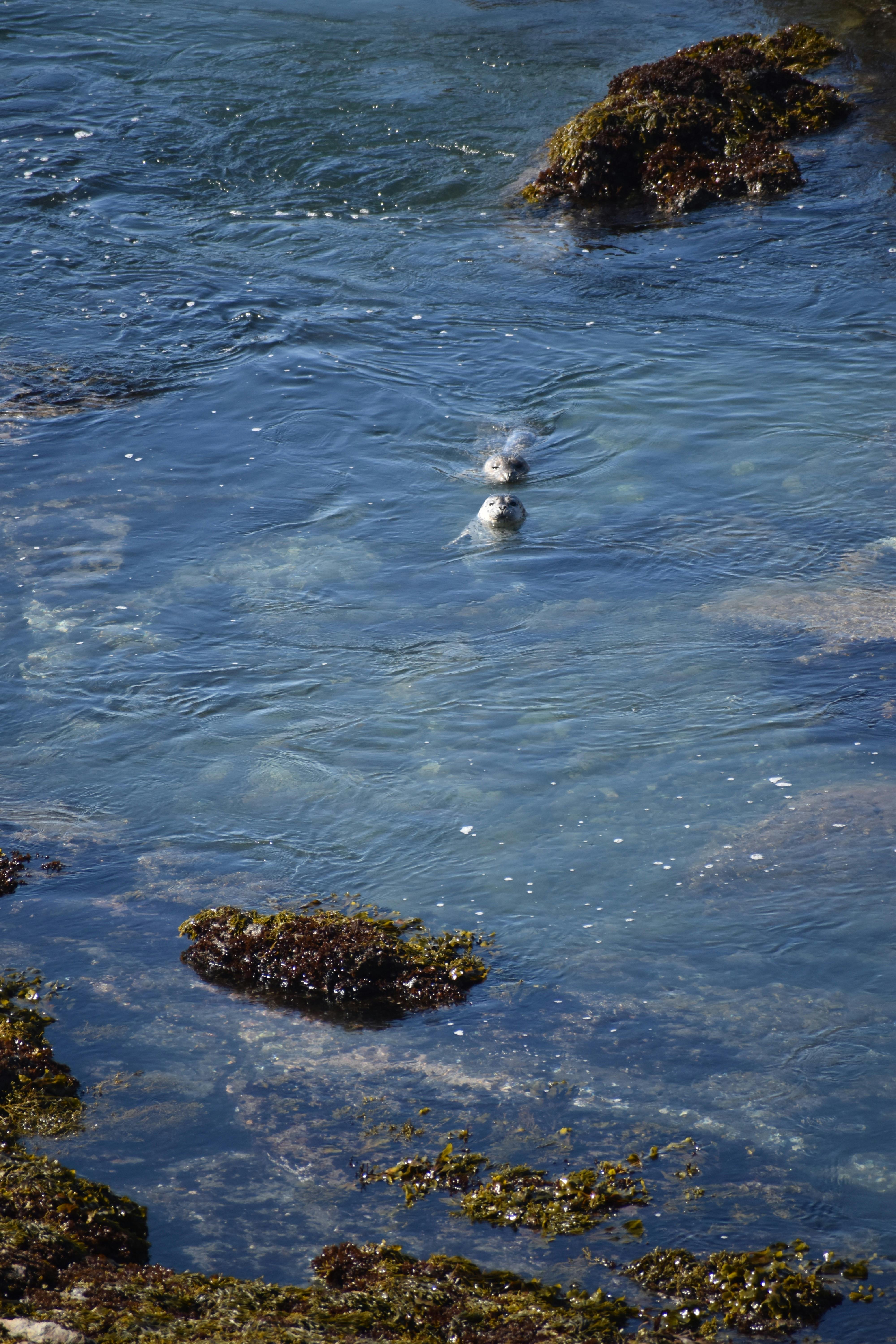 Photo of Two Seals in the Sea · Free Stock Photo