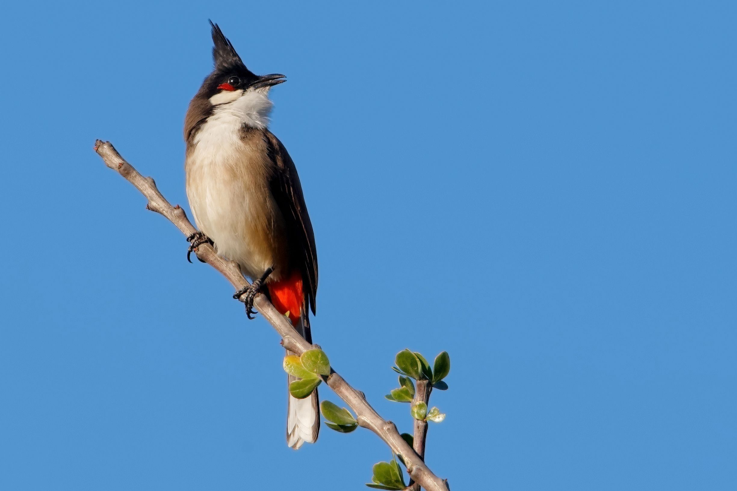 4k Wallpaper Nature Bird Photos, Download The BEST Free 4k Wallpaper ...