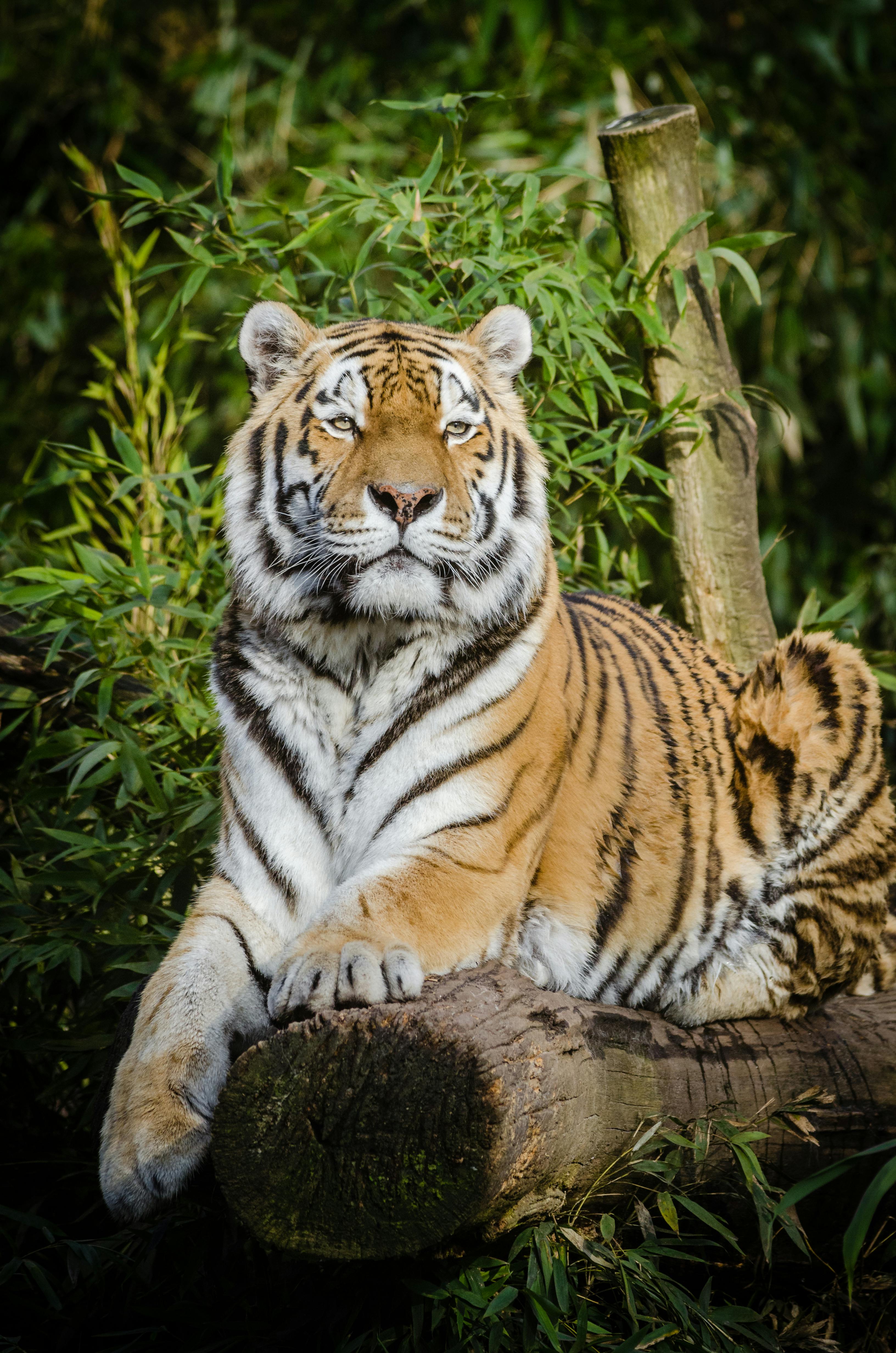 Photo of Tiger Showing His Fangs While Lying on White Surface · Free ...