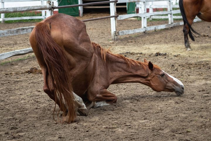 Understanding Horse Communication: A Beginner's Guide