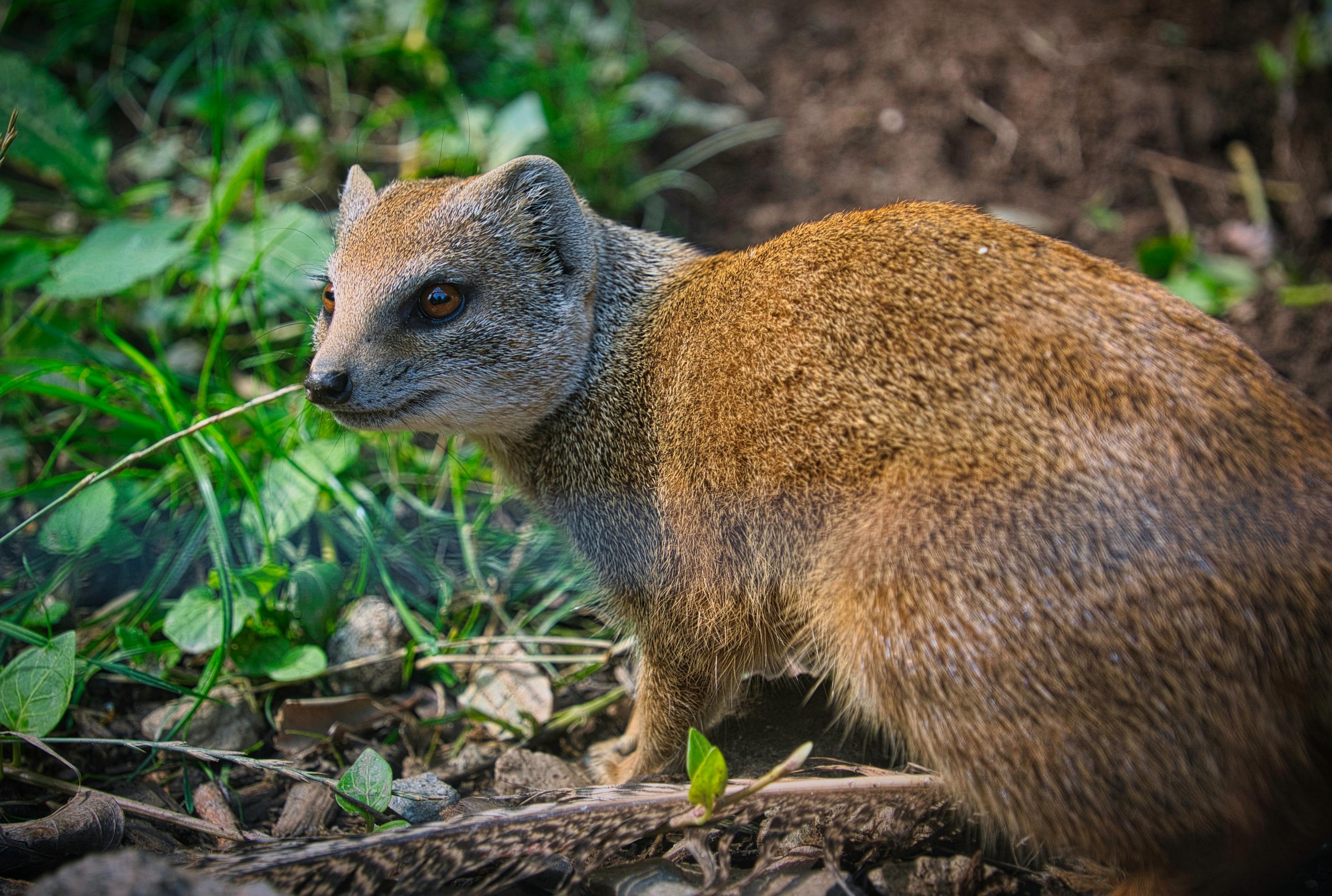 Close-Up Shot of a Banded Mongoose · Free Stock Photo