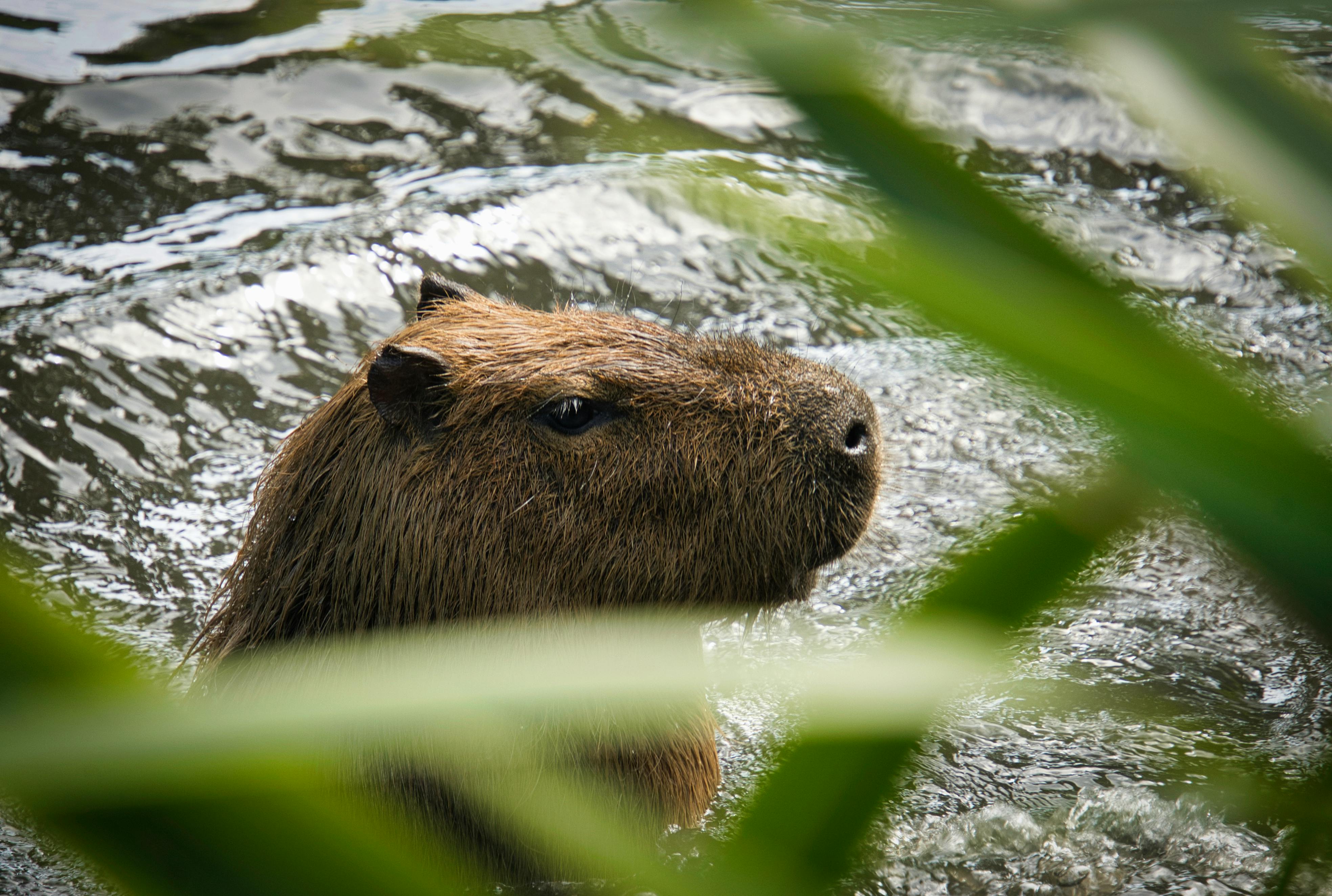 A Capybara Swimming in Water · Free Stock Photo
