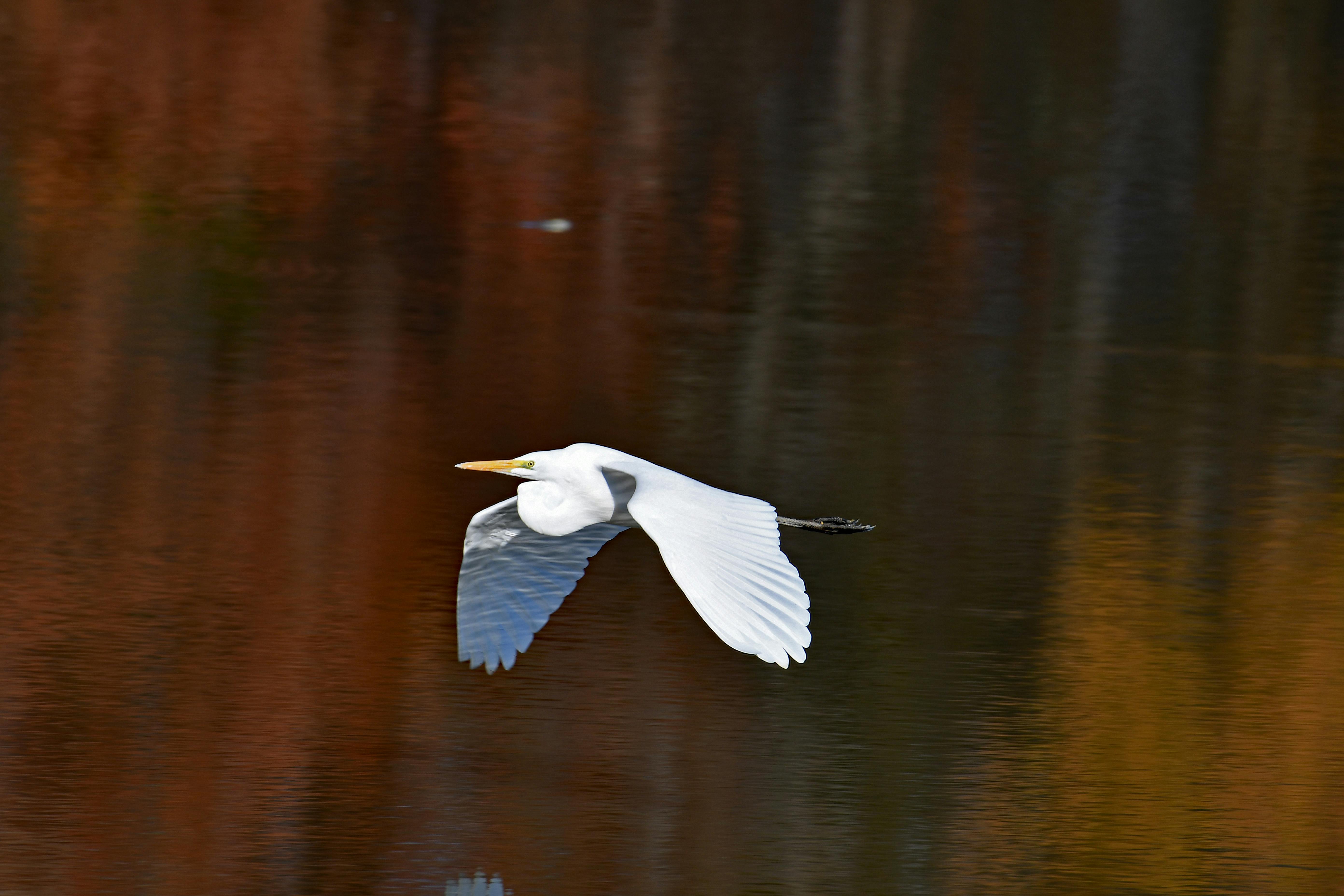 A Flying Great Egret · Free Stock Photo