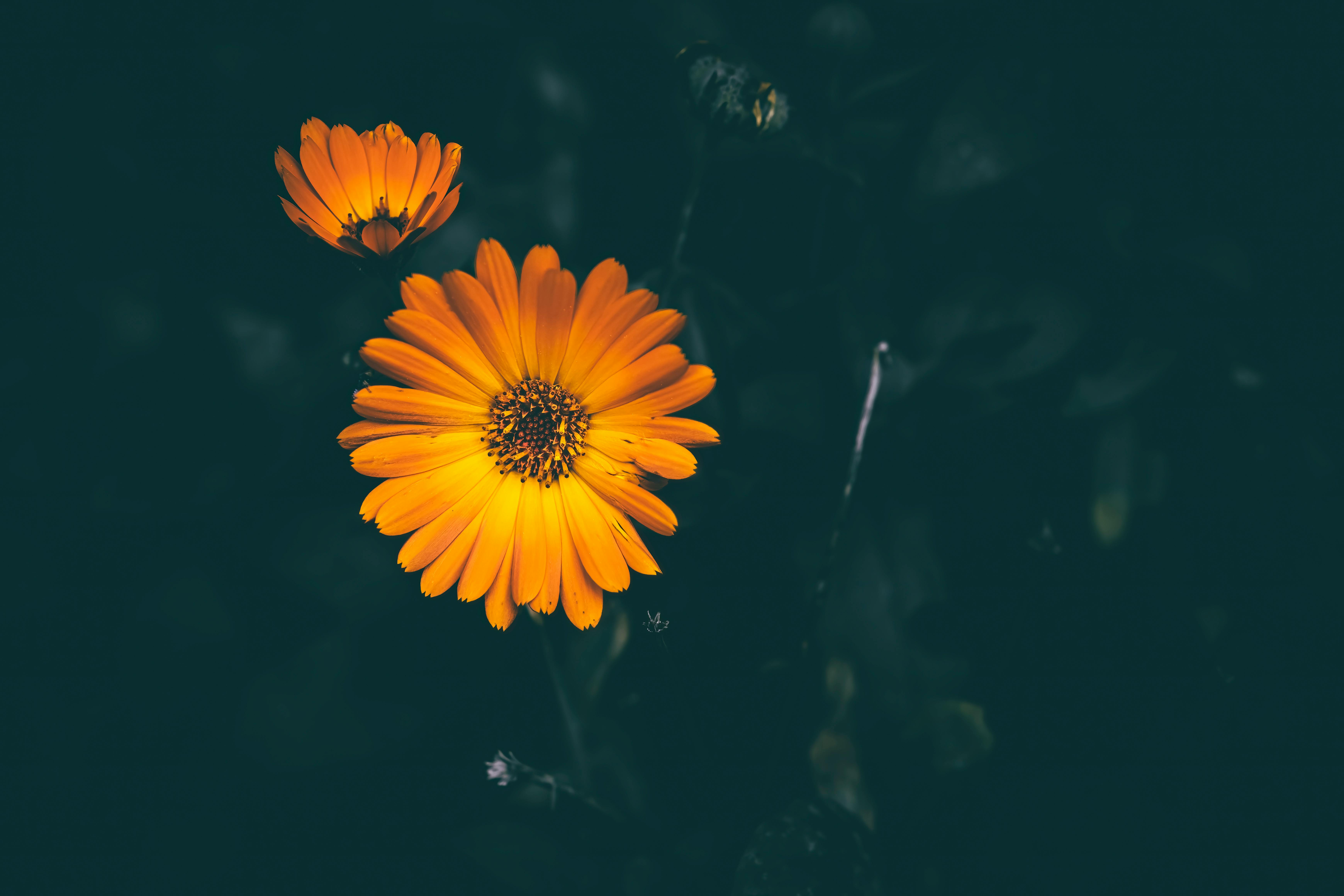 Person Holding Orange Flower · Free Stock Photo